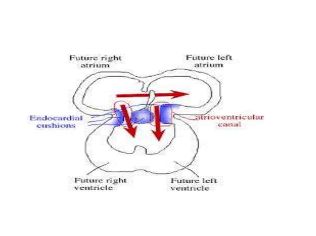 Anatomy of right atrium | PPTX | Heart and Cardiovascular Diseases ...