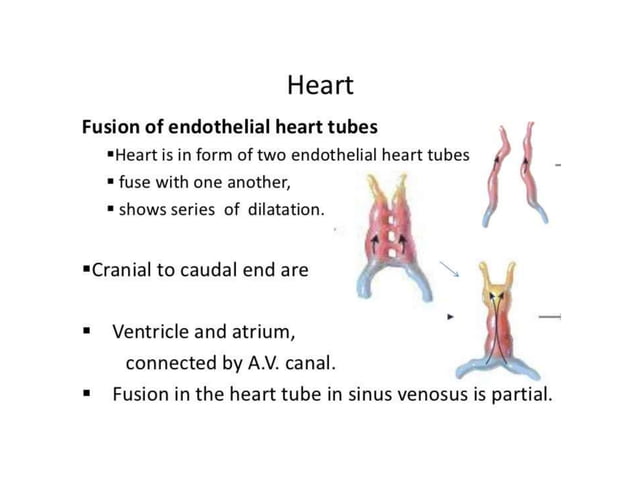 Anatomy of right atrium | PPTX | Heart and Cardiovascular Diseases ...