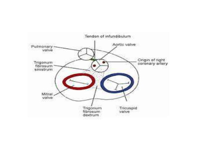 Anatomy of right atrium | PPTX | Heart and Cardiovascular Diseases ...