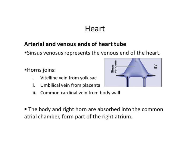 Anatomy of right atrium | PPTX | Heart and Cardiovascular Diseases ...