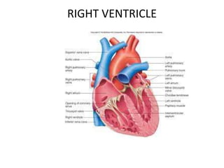 Anatomy of right atrium | PPTX