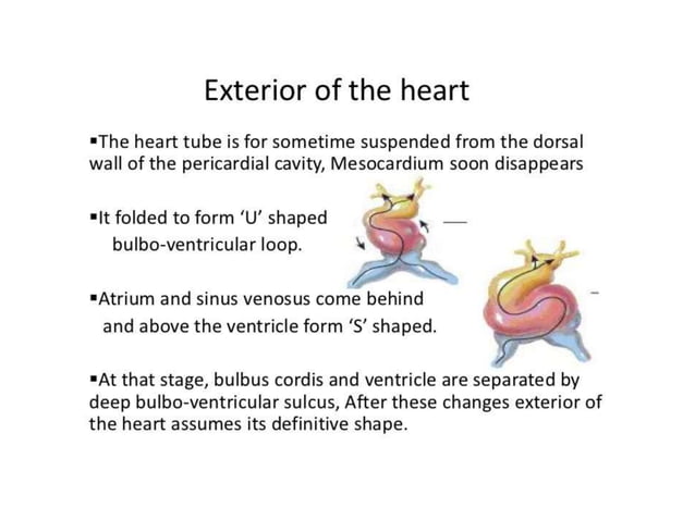 Anatomy of right atrium | PPTX | Heart and Cardiovascular Diseases | Diseases and Conditions