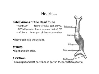 Anatomy of right atrium | PPT