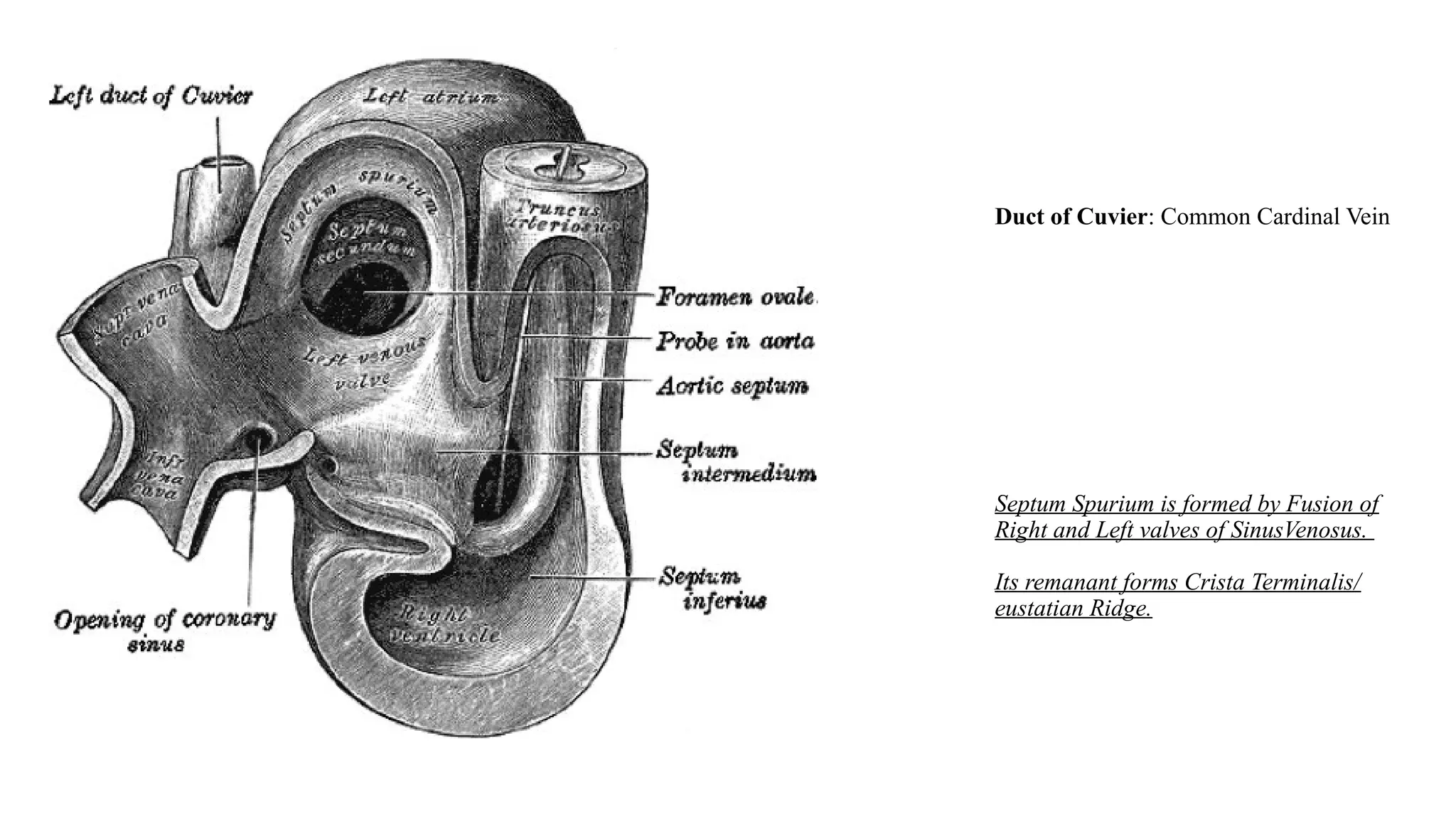 Anatomy of Right Atrium and Right Ventricle- Dr. Garv.pptx