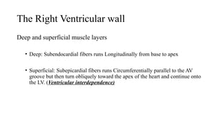 Anatomy of Right Atrium and Right Ventricle- Dr. Garv.pptx