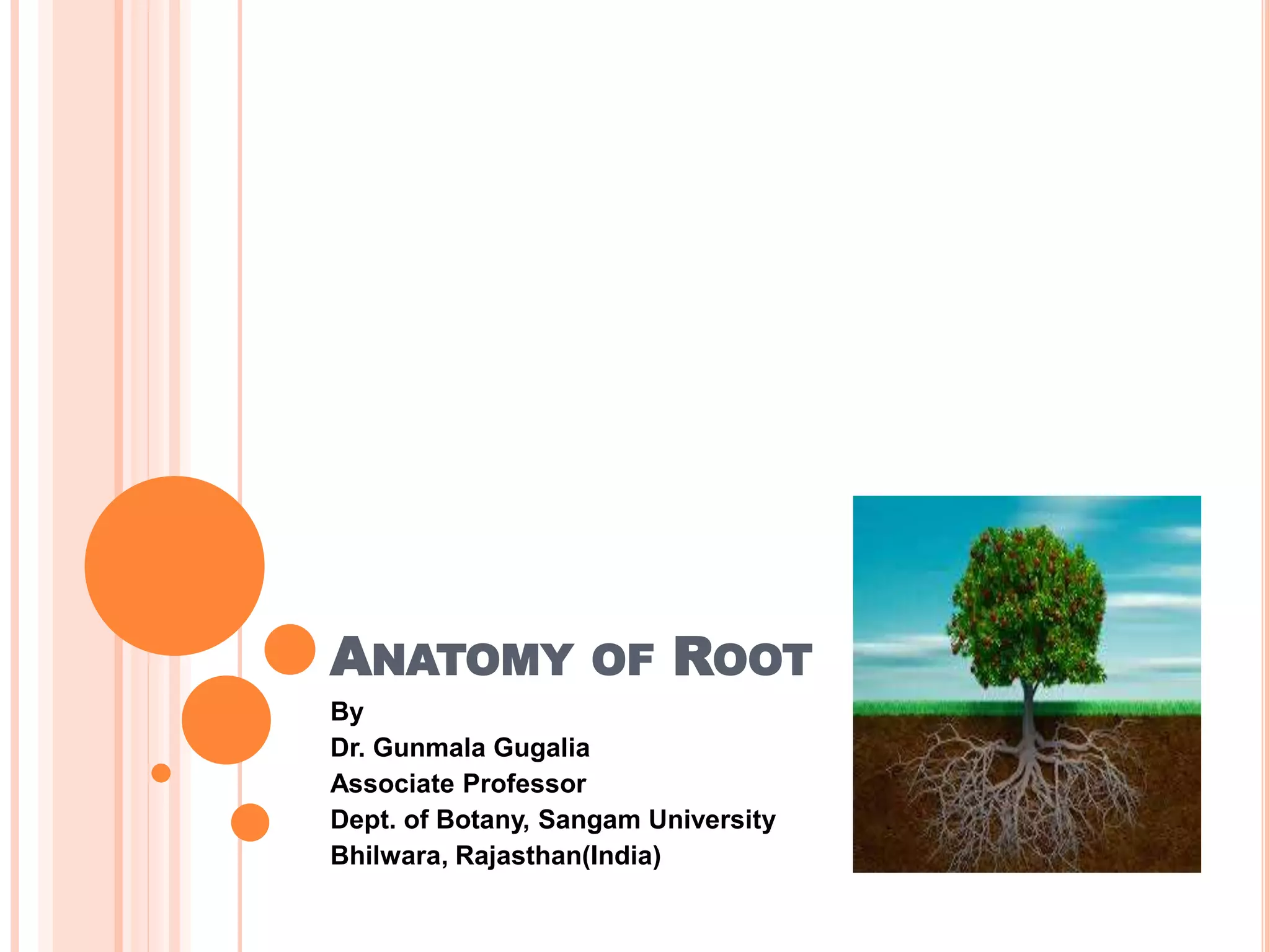 Anatomy of root | PPTX