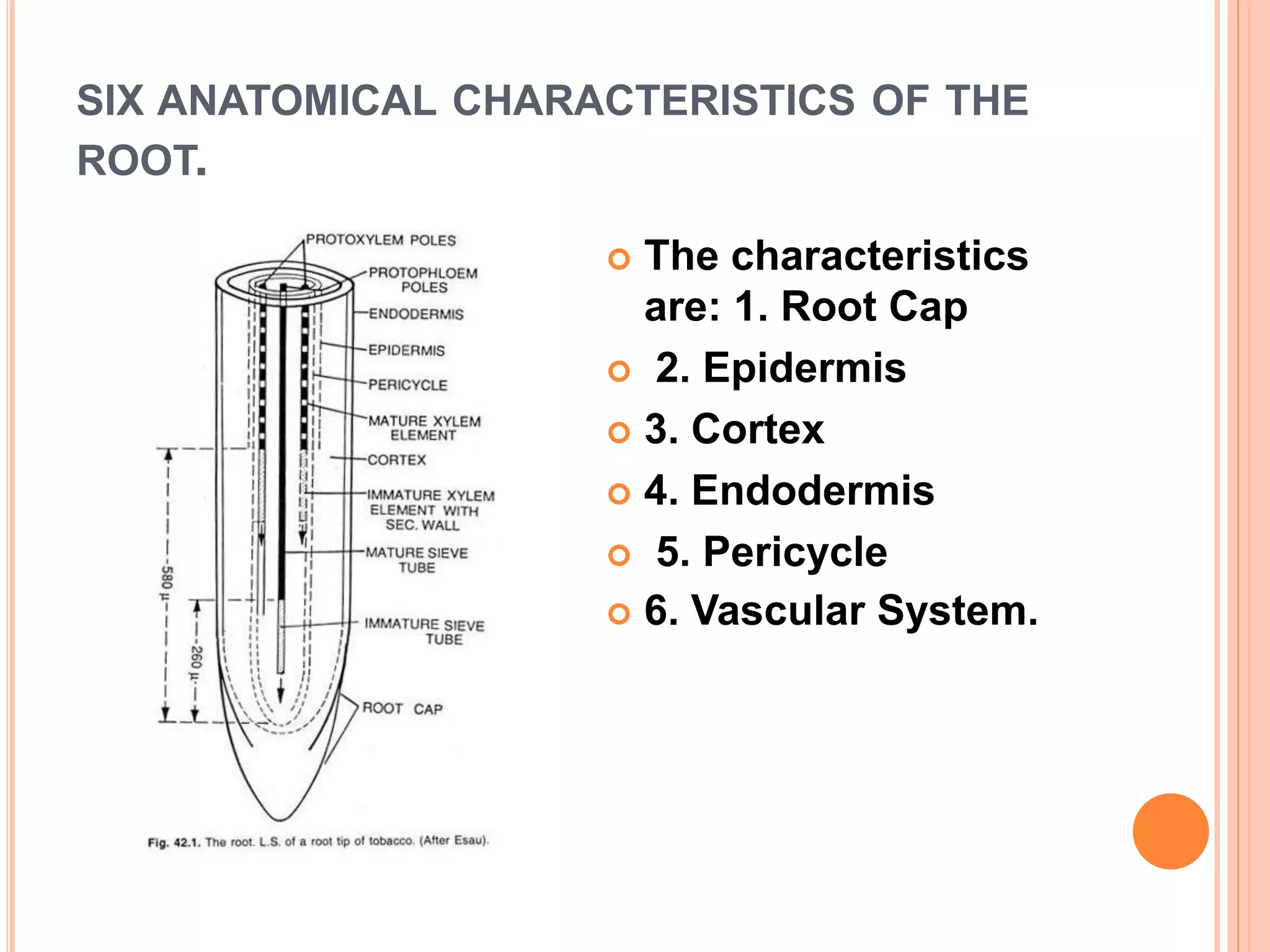 Anatomy of root | PPTX | Gardening | Home & Garden