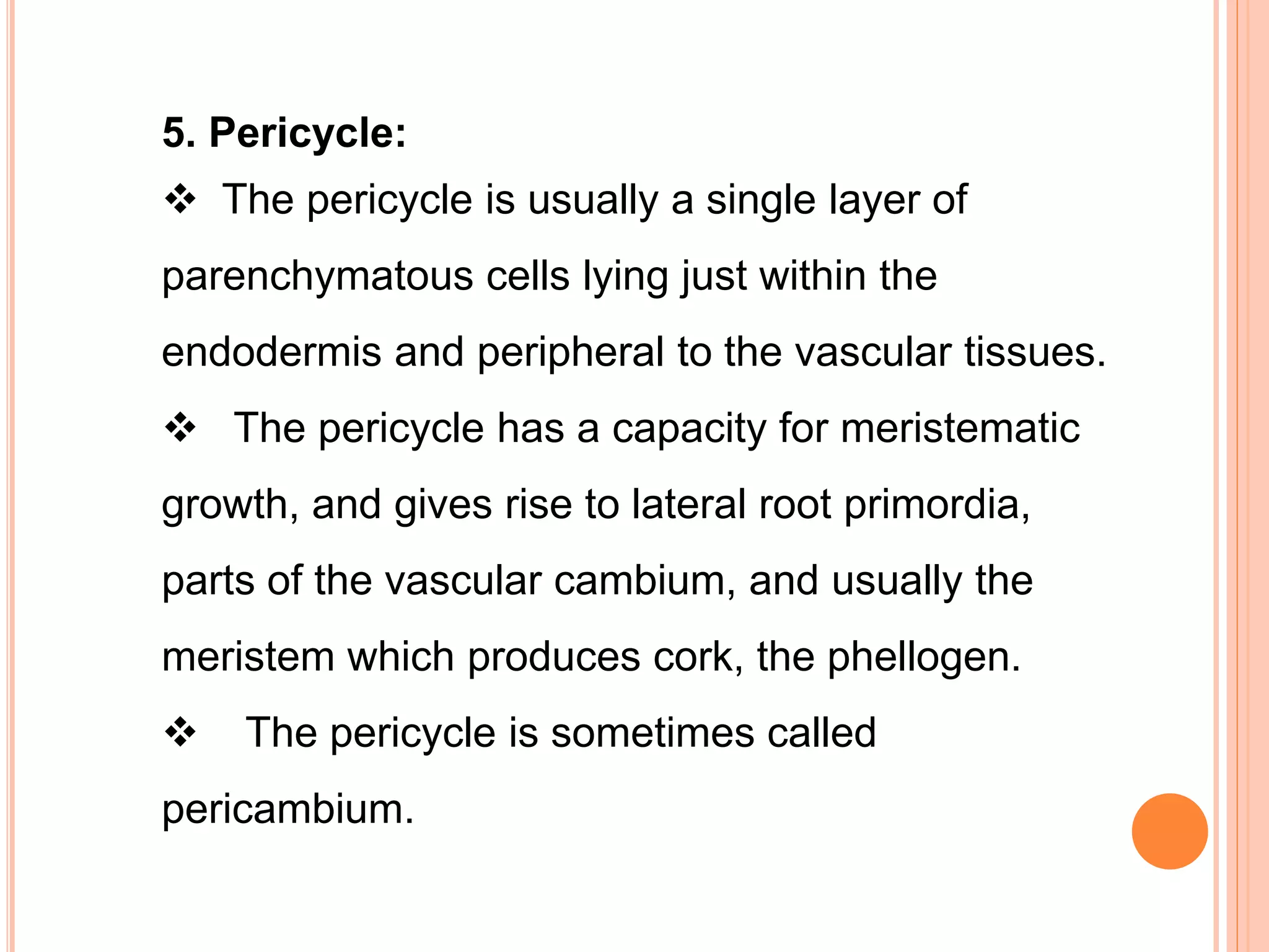 Anatomy of root | PPTX