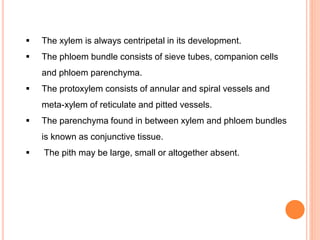 Anatomy of root | PPTX