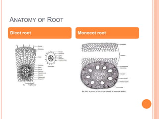 Anatomy of root | PPTX