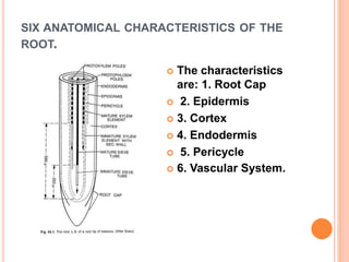 Anatomy of root | PPTX
