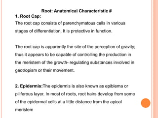 Anatomy of root | PPTX
