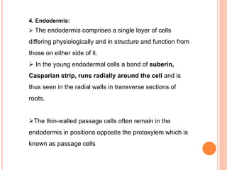 Anatomy of root | PPTX