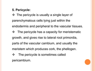 Anatomy of root | PPTX
