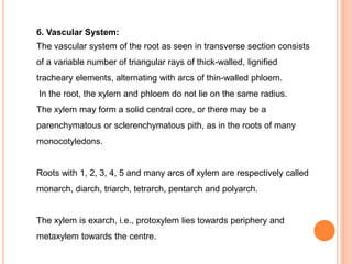 Anatomy of root | PPTX
