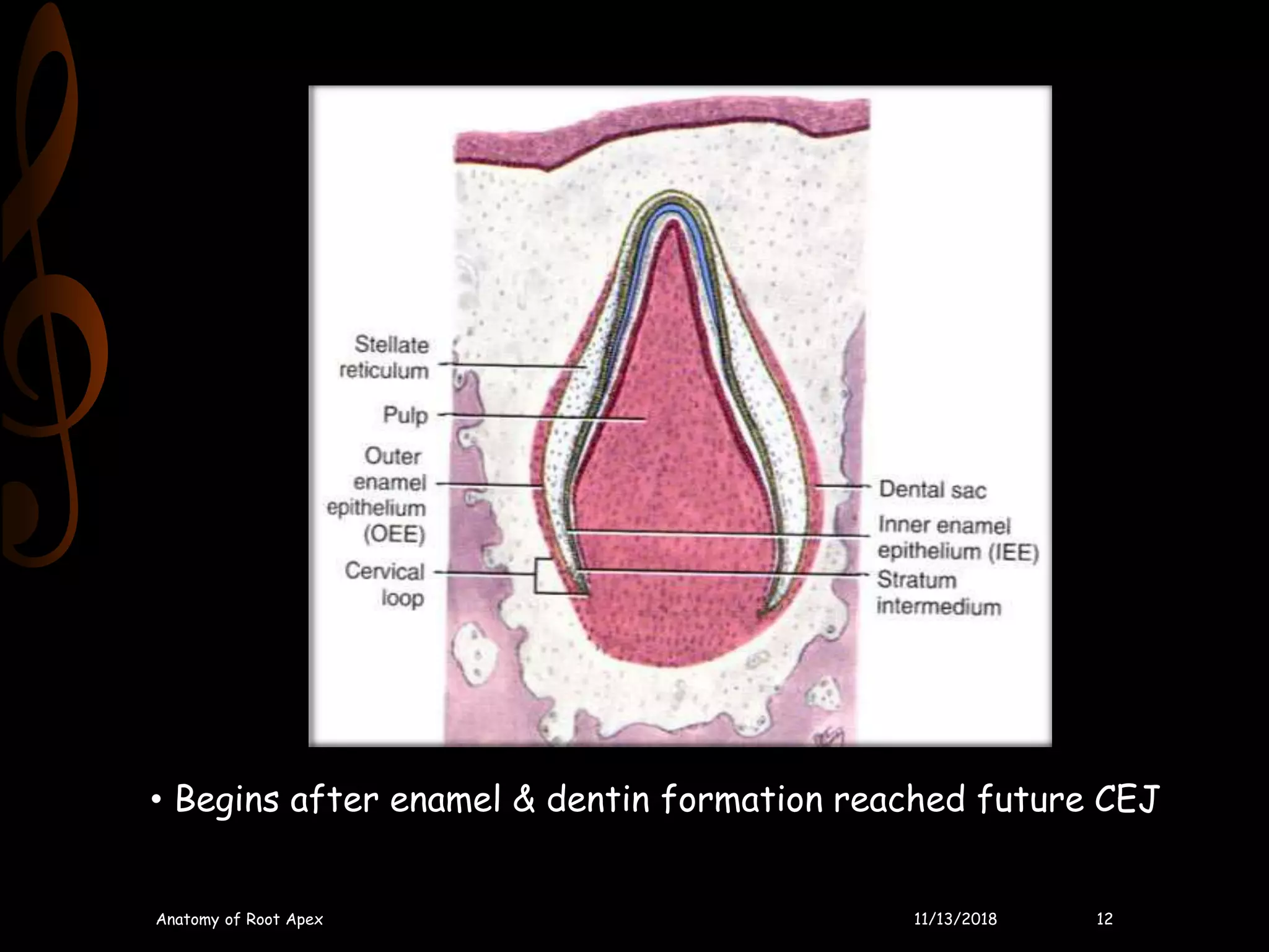 Anatomy of root apex | PPTX
