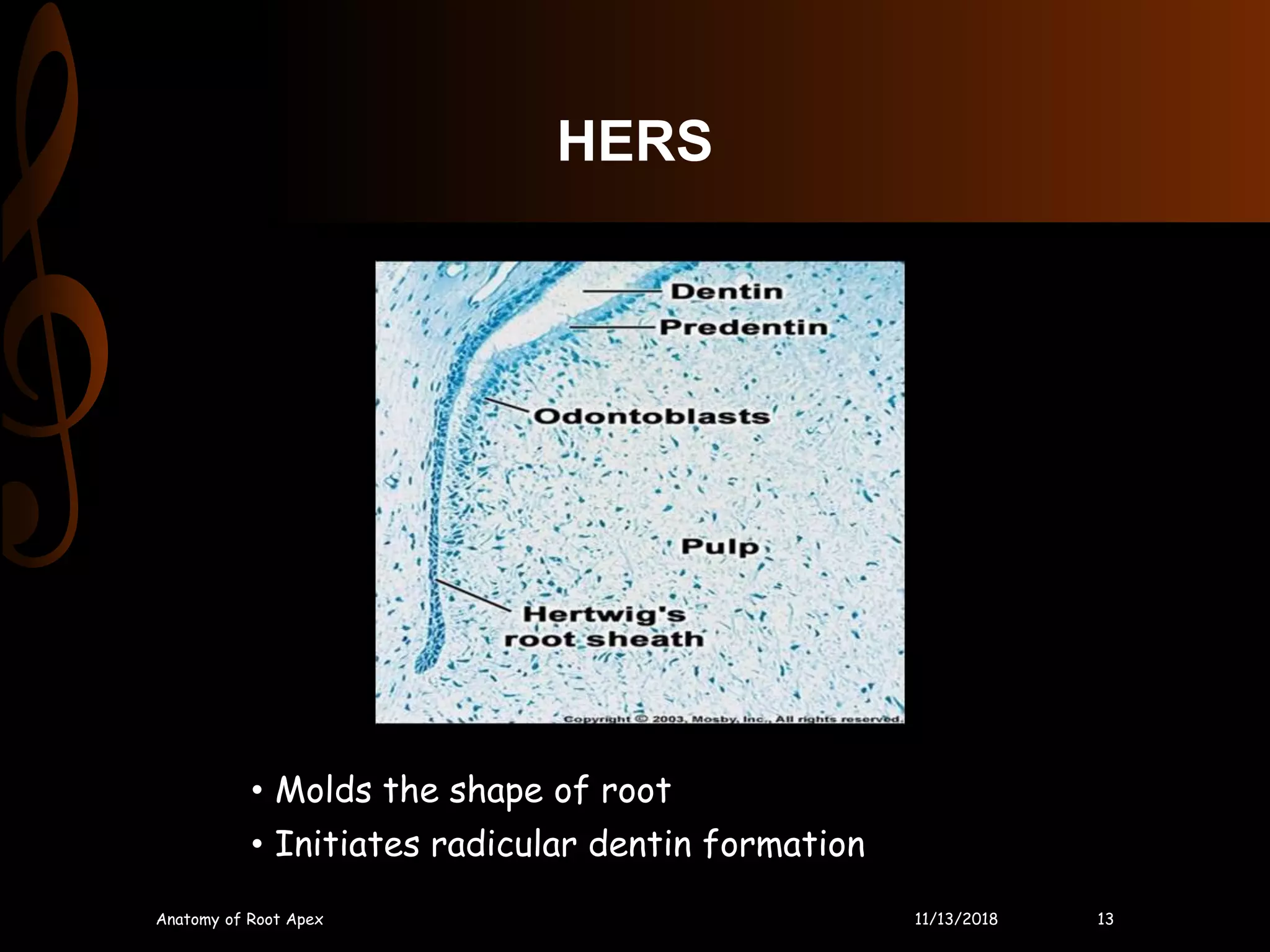 Anatomy of root apex | PPTX