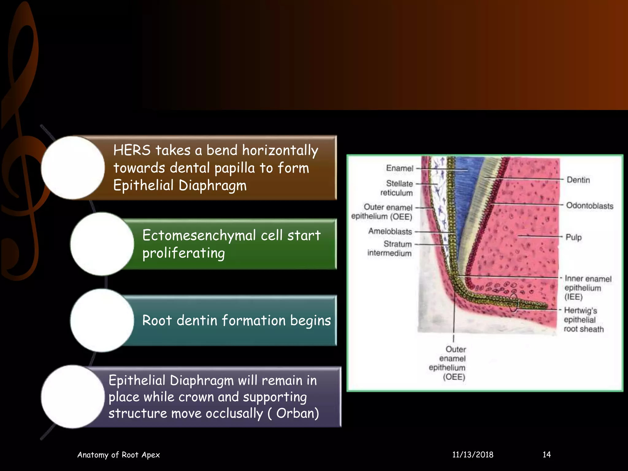 Anatomy of root apex | PPTX