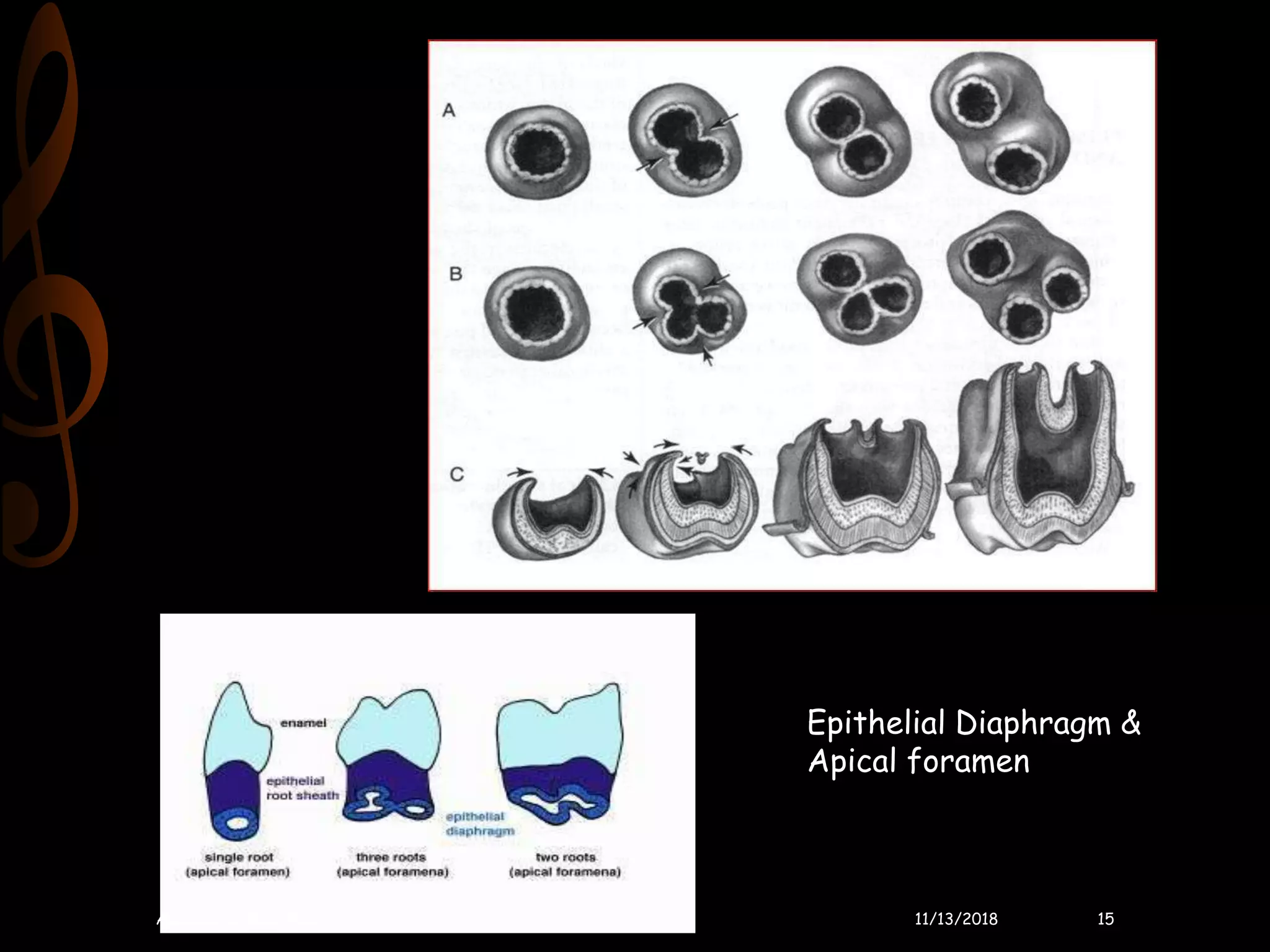 Anatomy of root apex | PPTX
