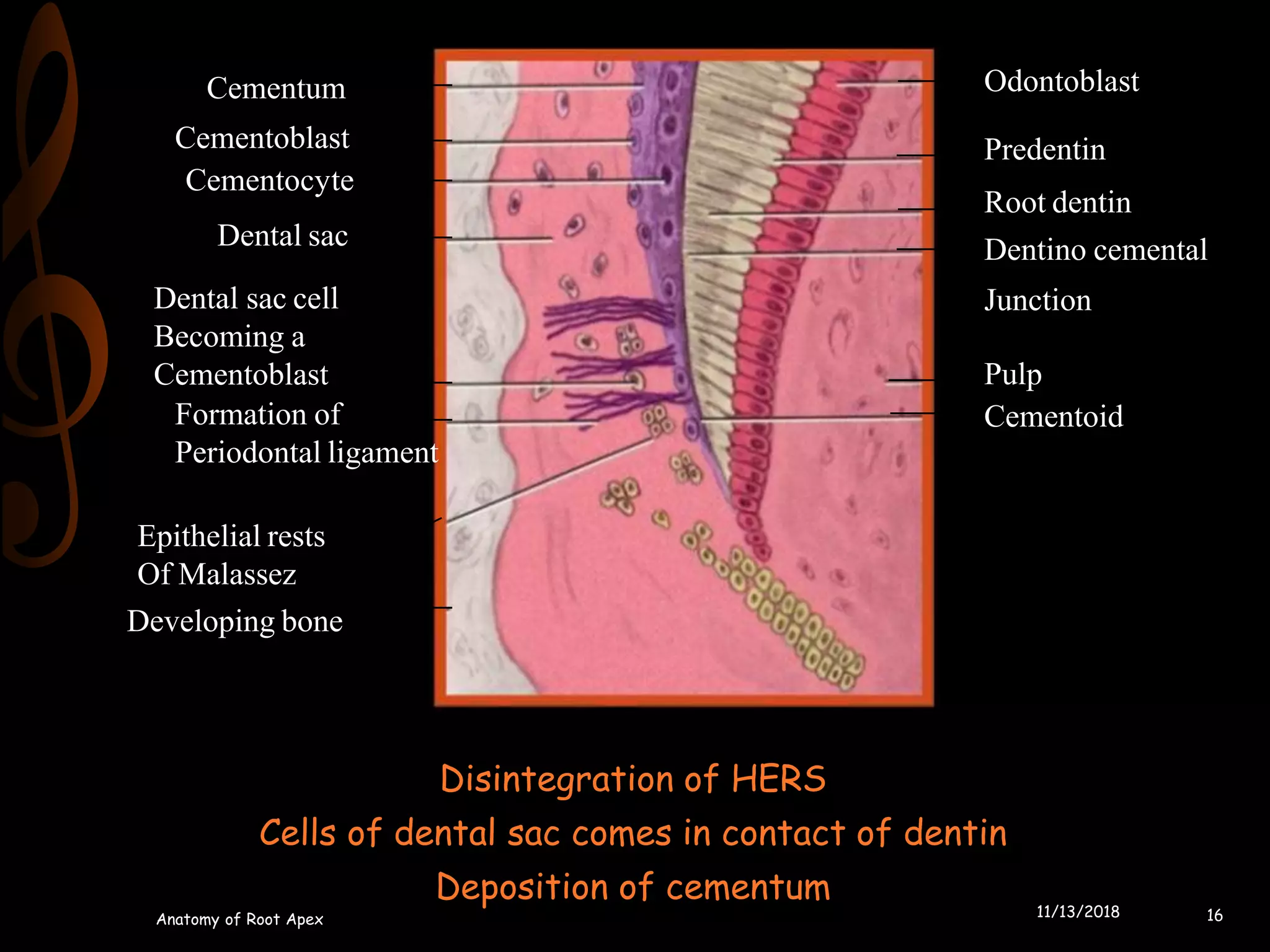Anatomy of root apex | PPTX