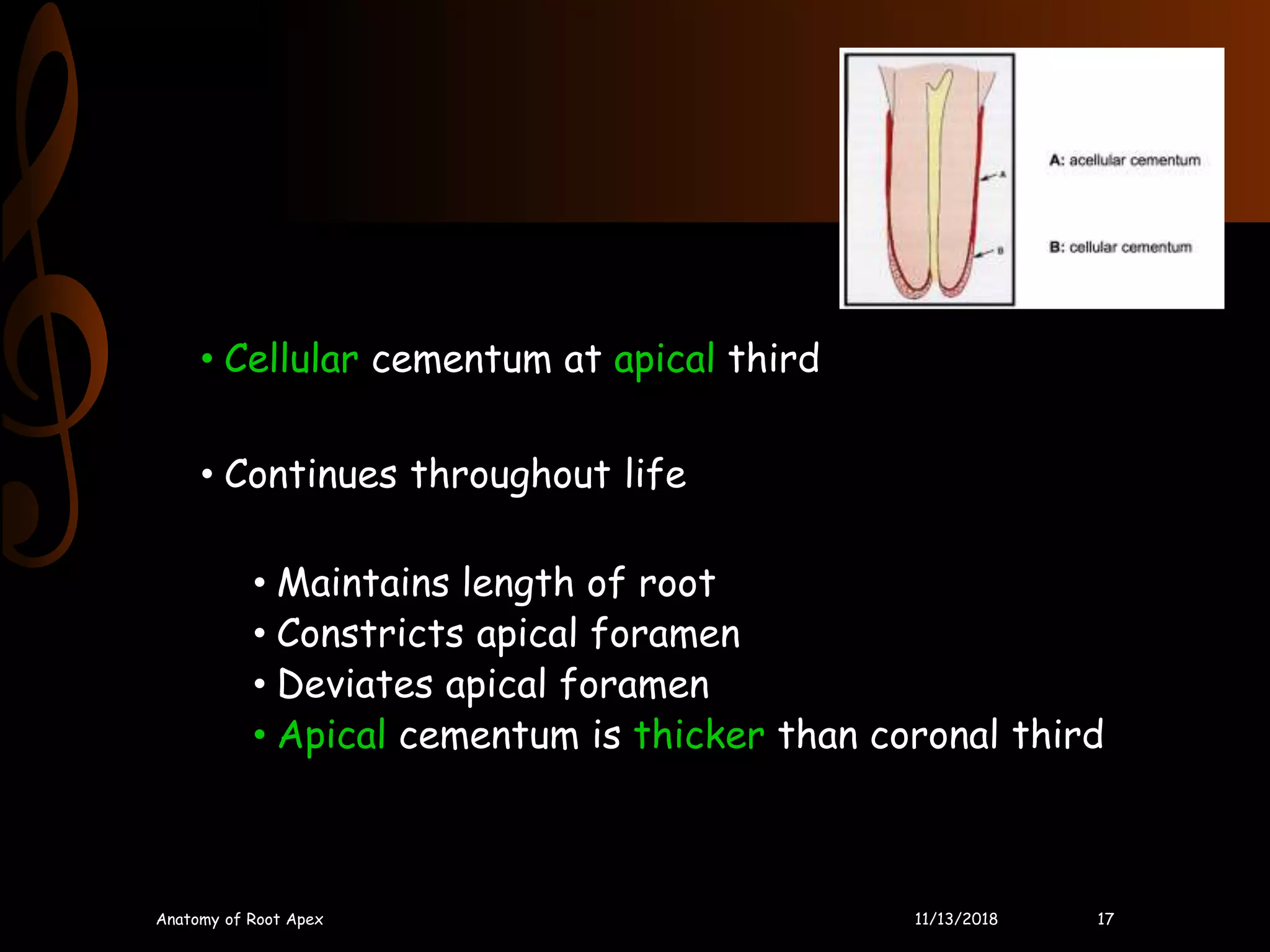 Anatomy of root apex | PPTX