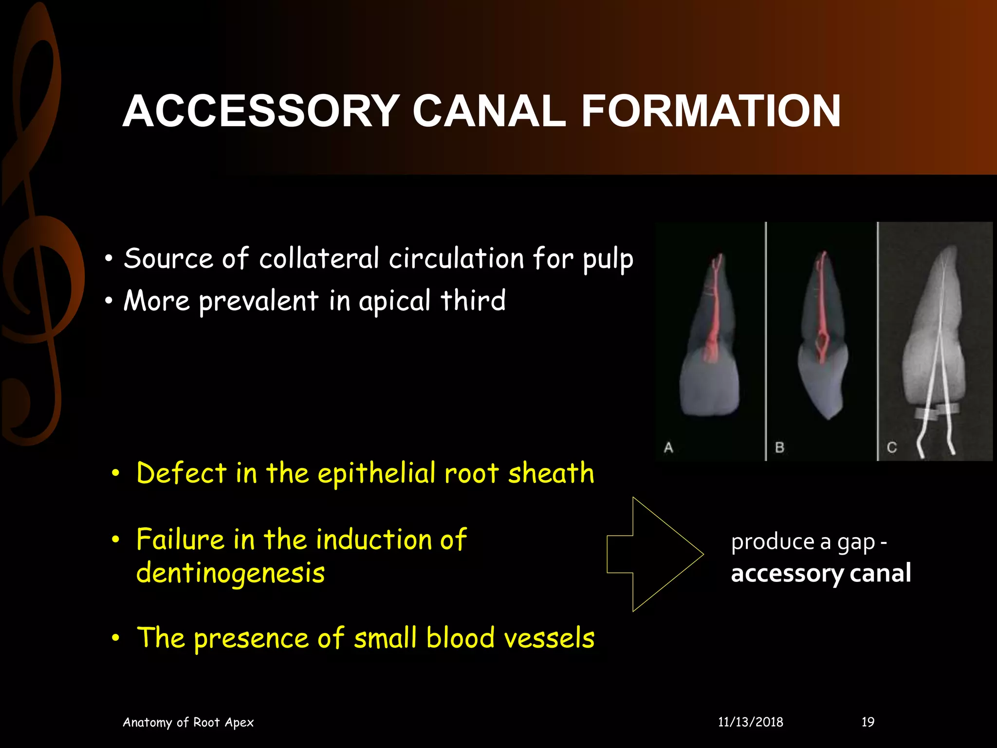 Anatomy of root apex | PPTX