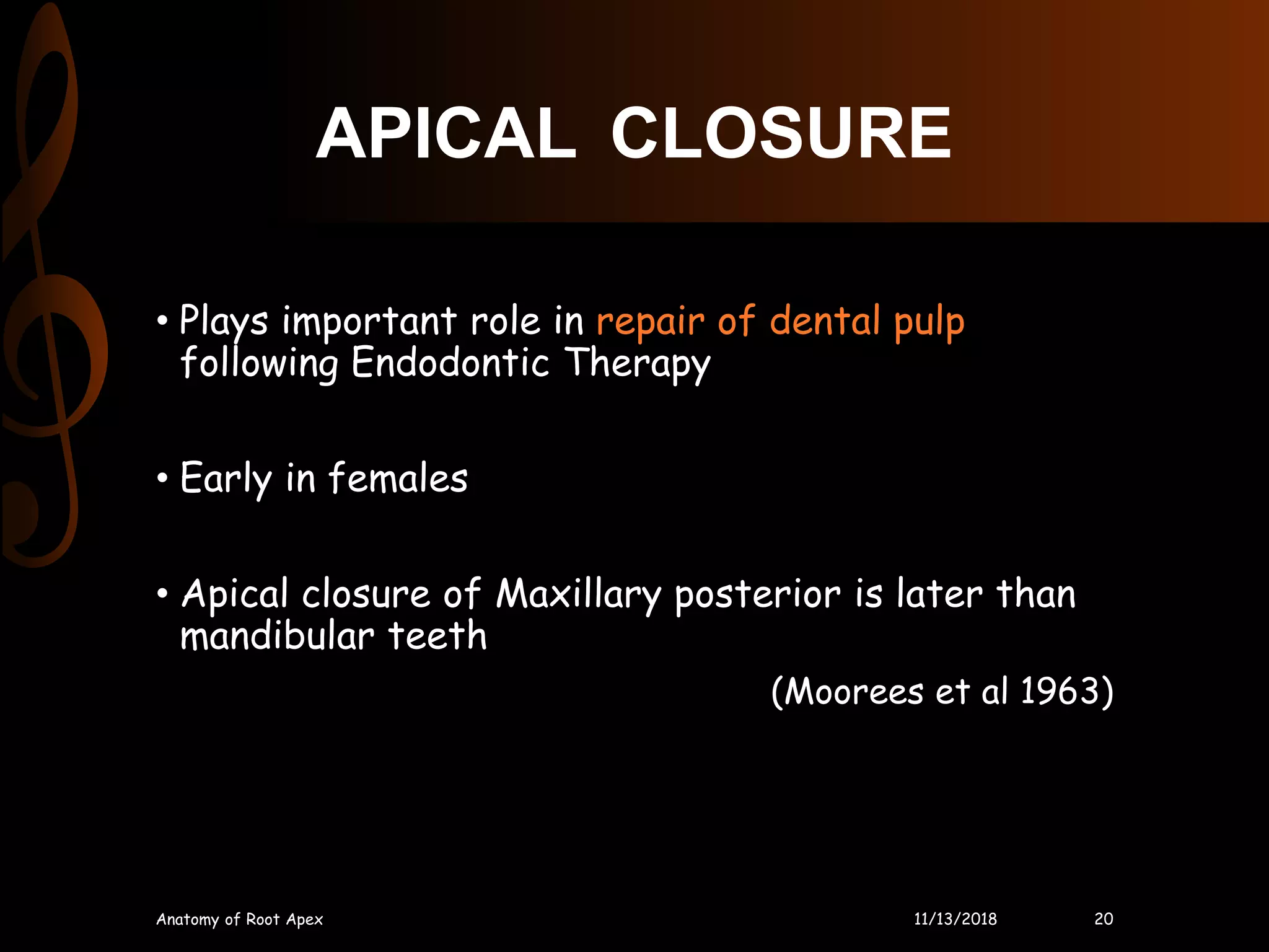 Anatomy of root apex | PPTX