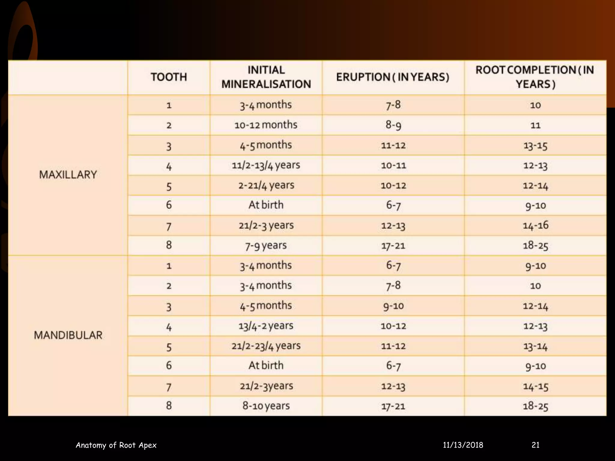 Anatomy of root apex | PPTX