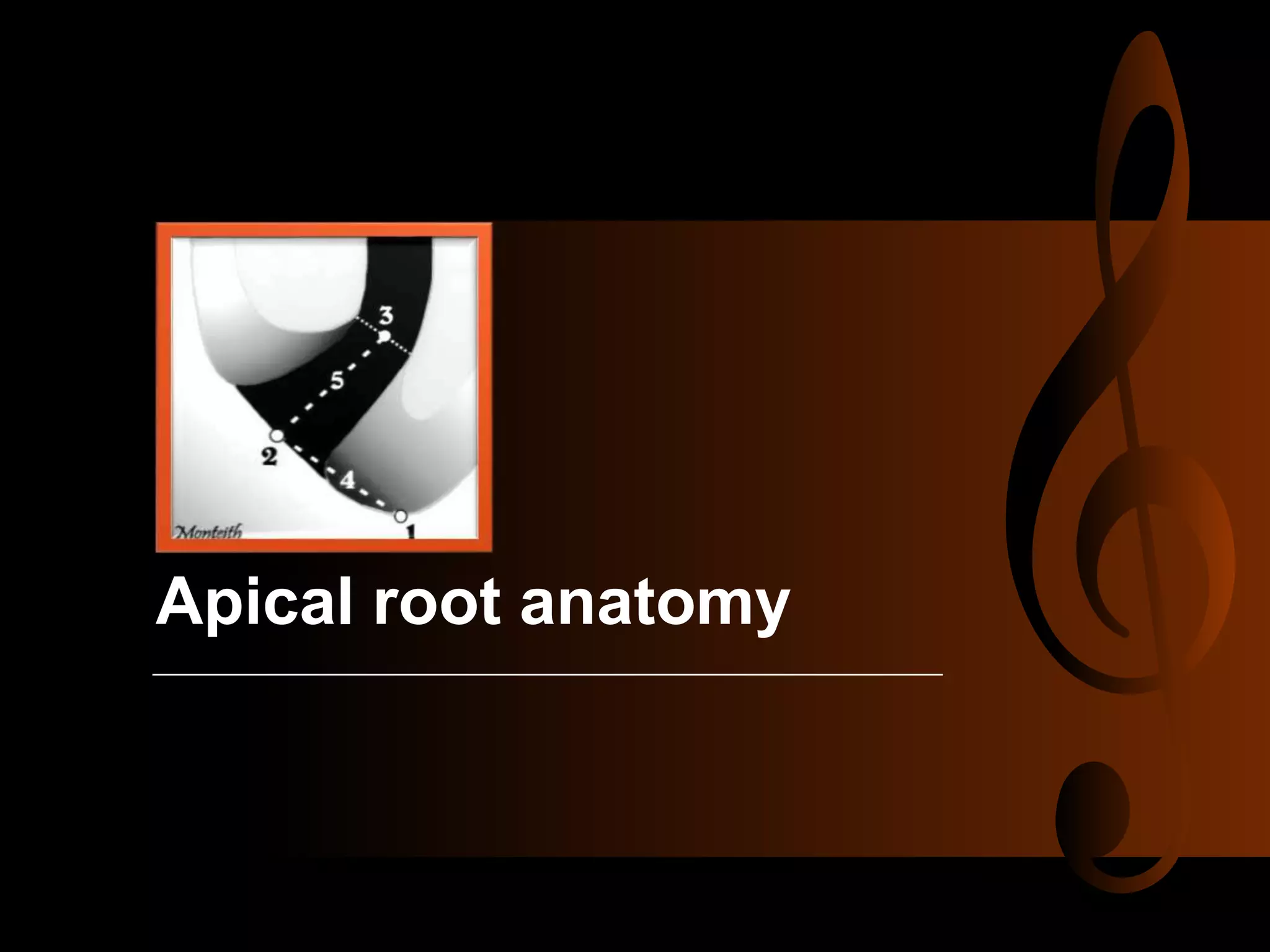 Anatomy of root apex | PPTX