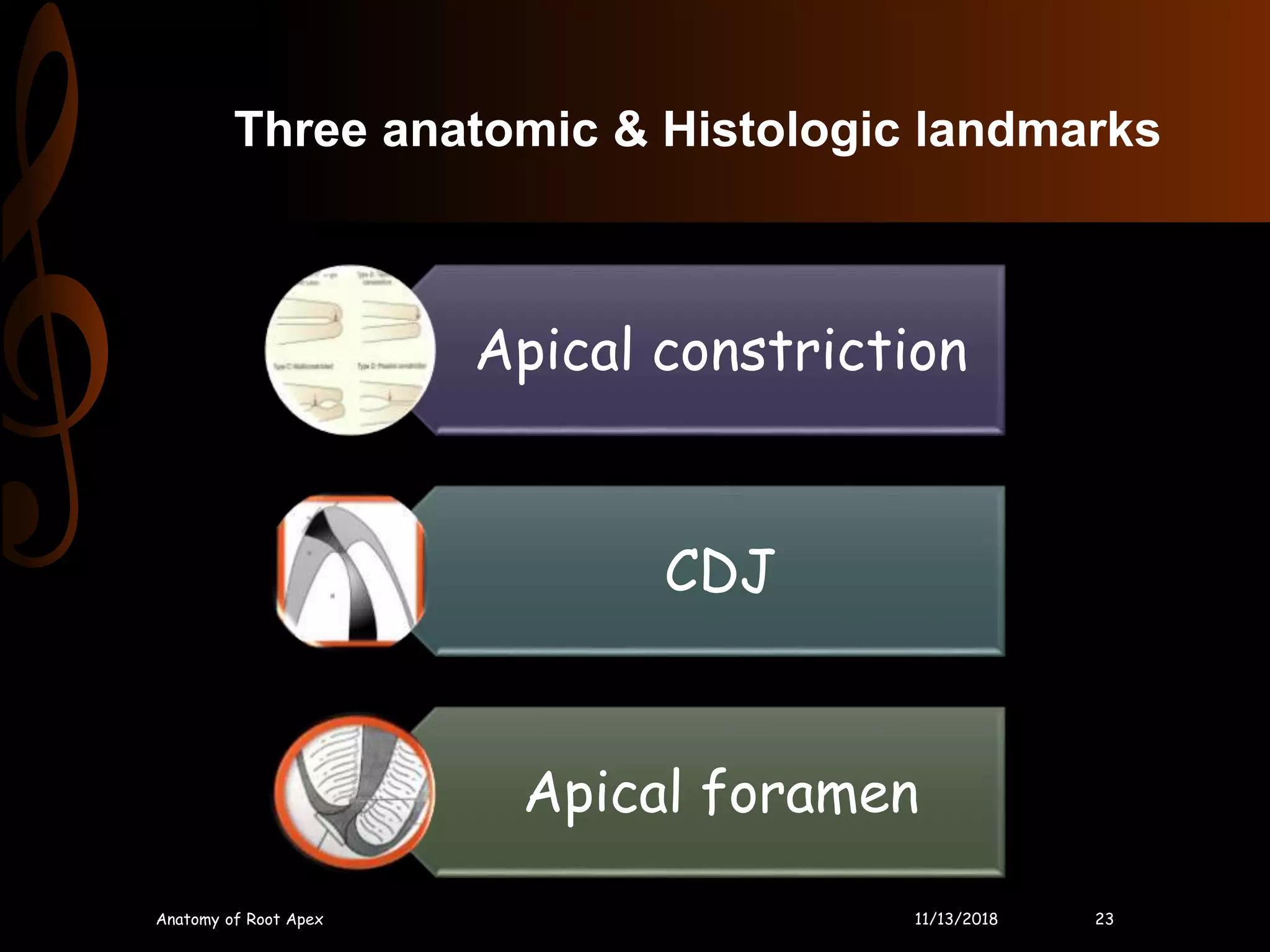Anatomy of root apex | PPTX