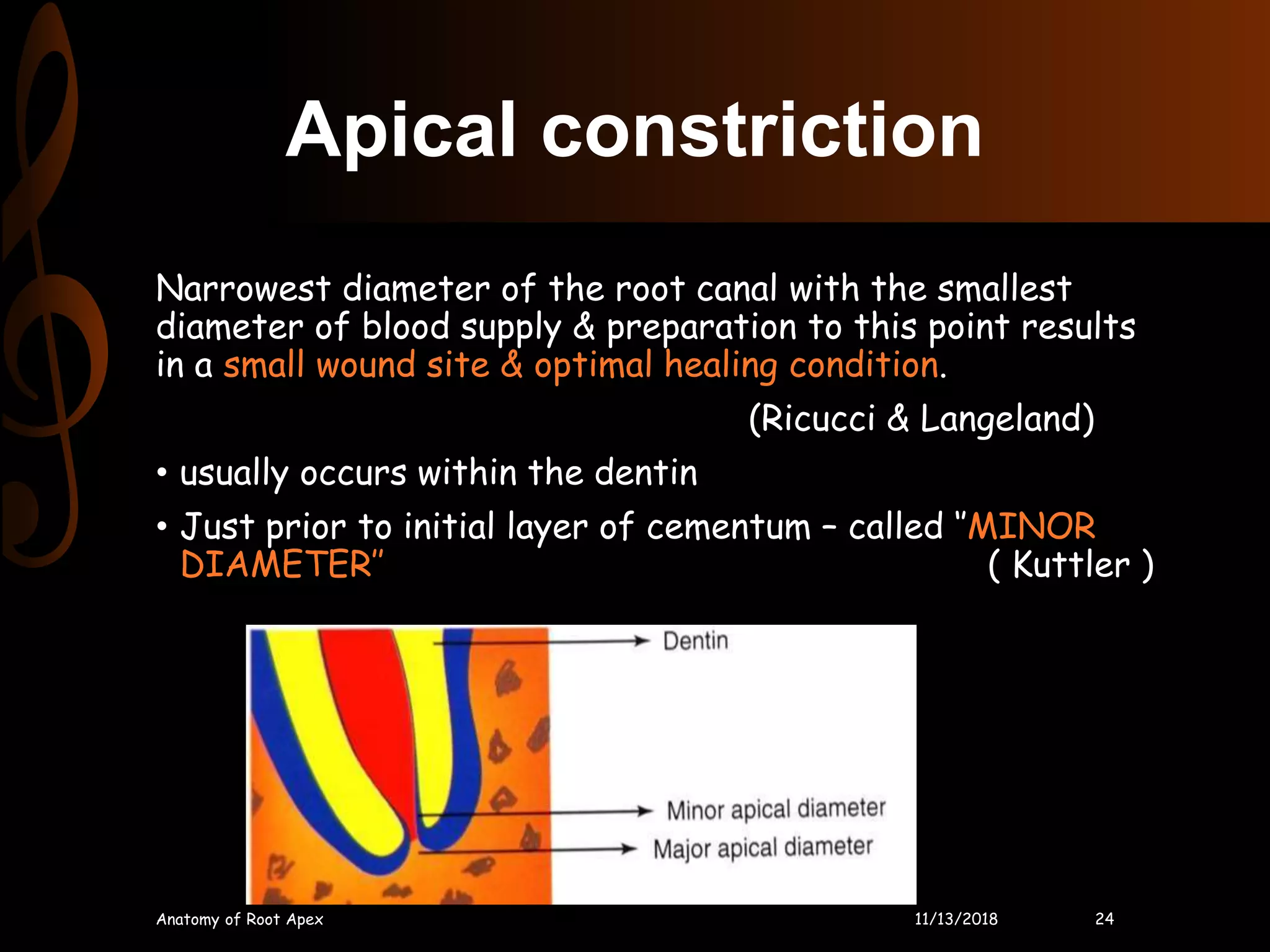 Anatomy of root apex | PPTX