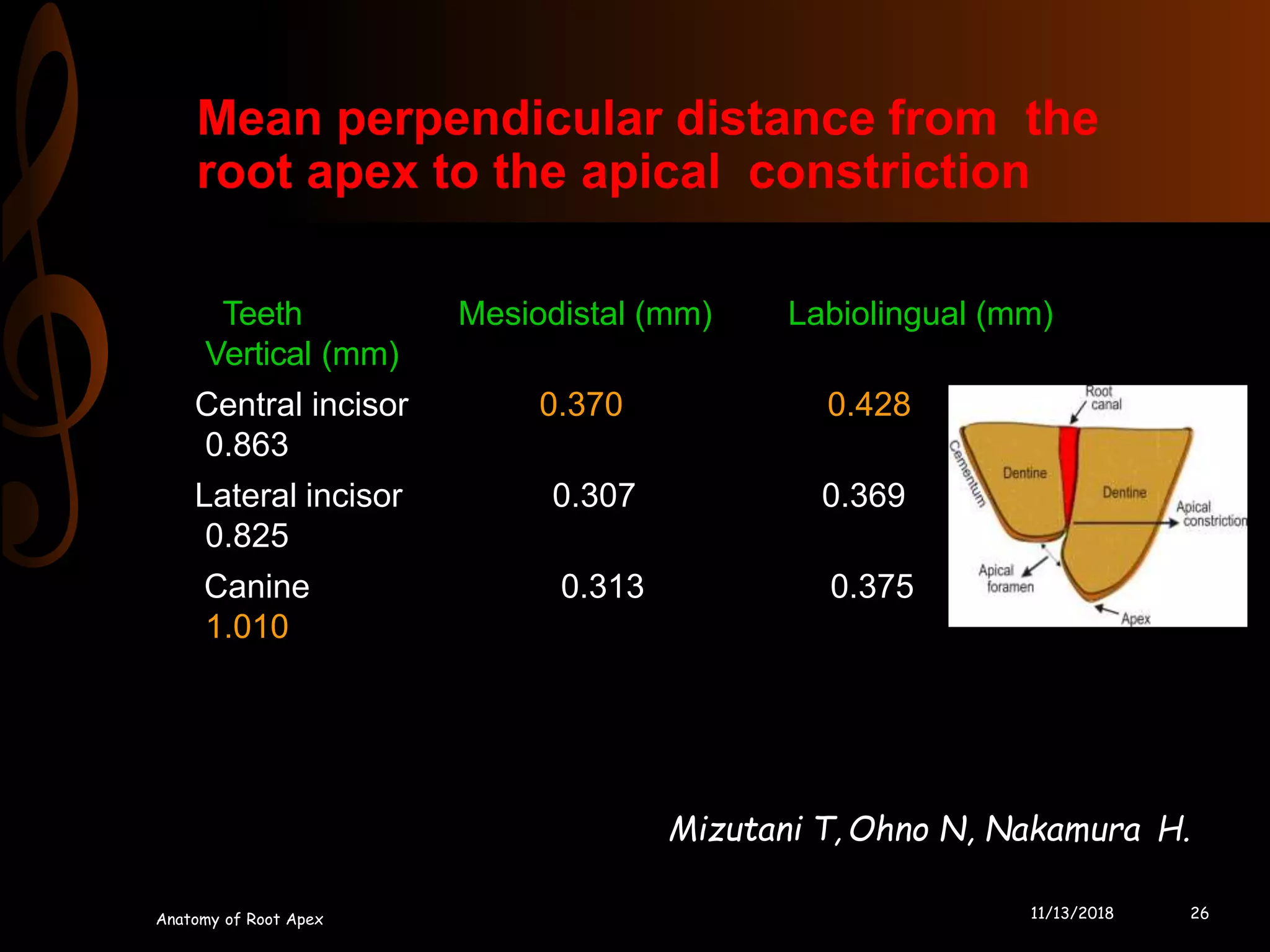 Anatomy of root apex | PPTX