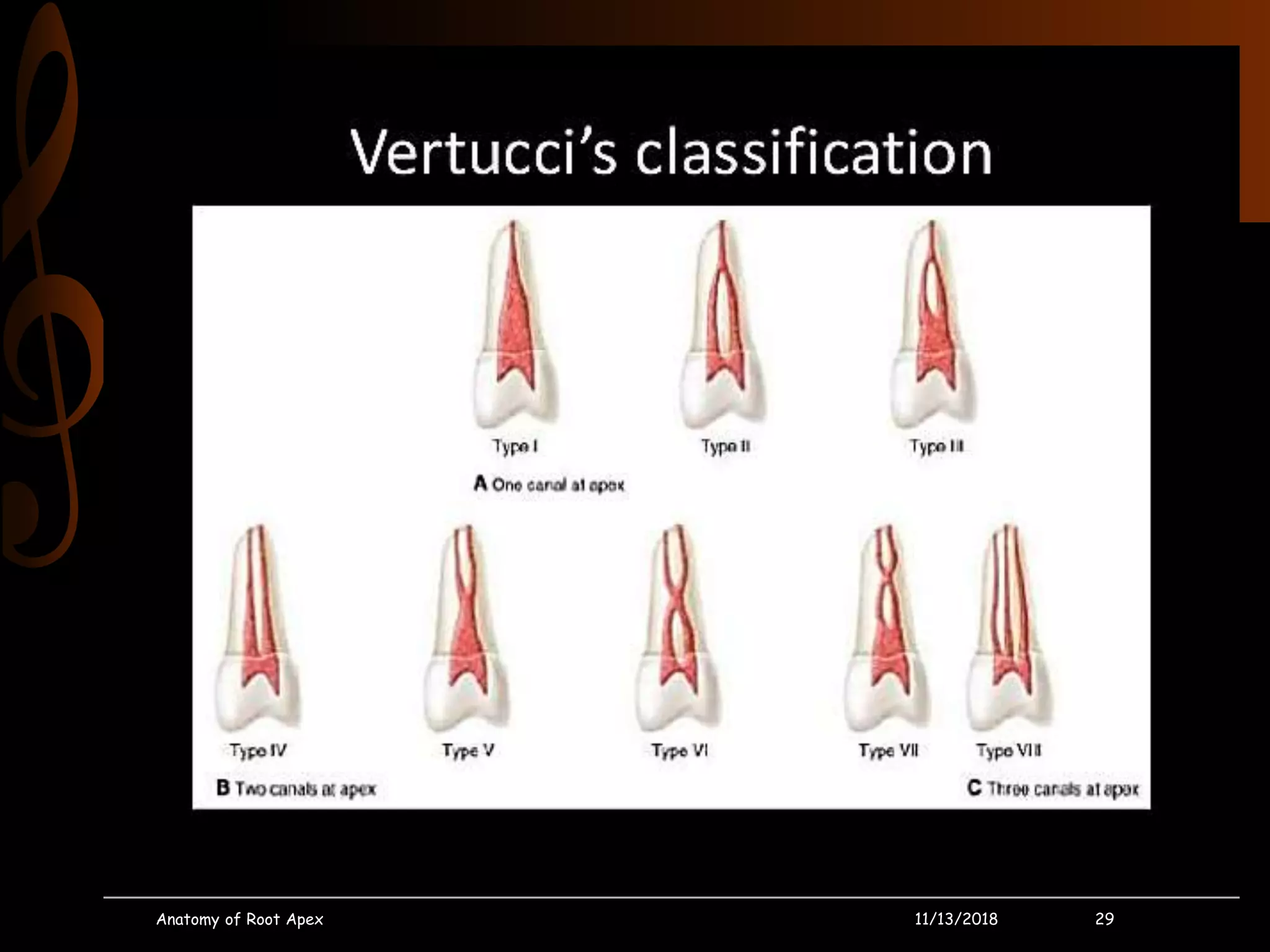 Anatomy of root apex | PPTX