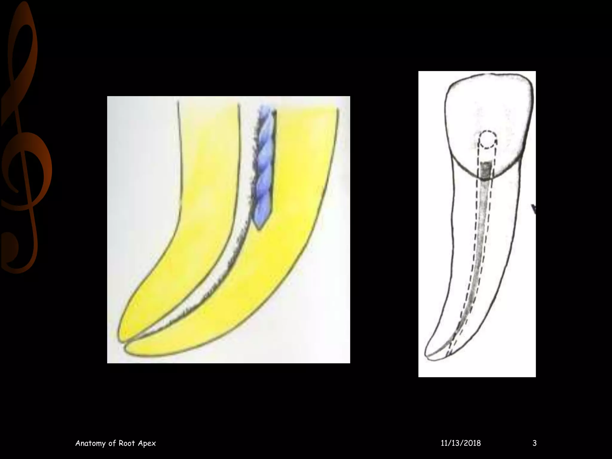 Anatomy of root apex | PPTX