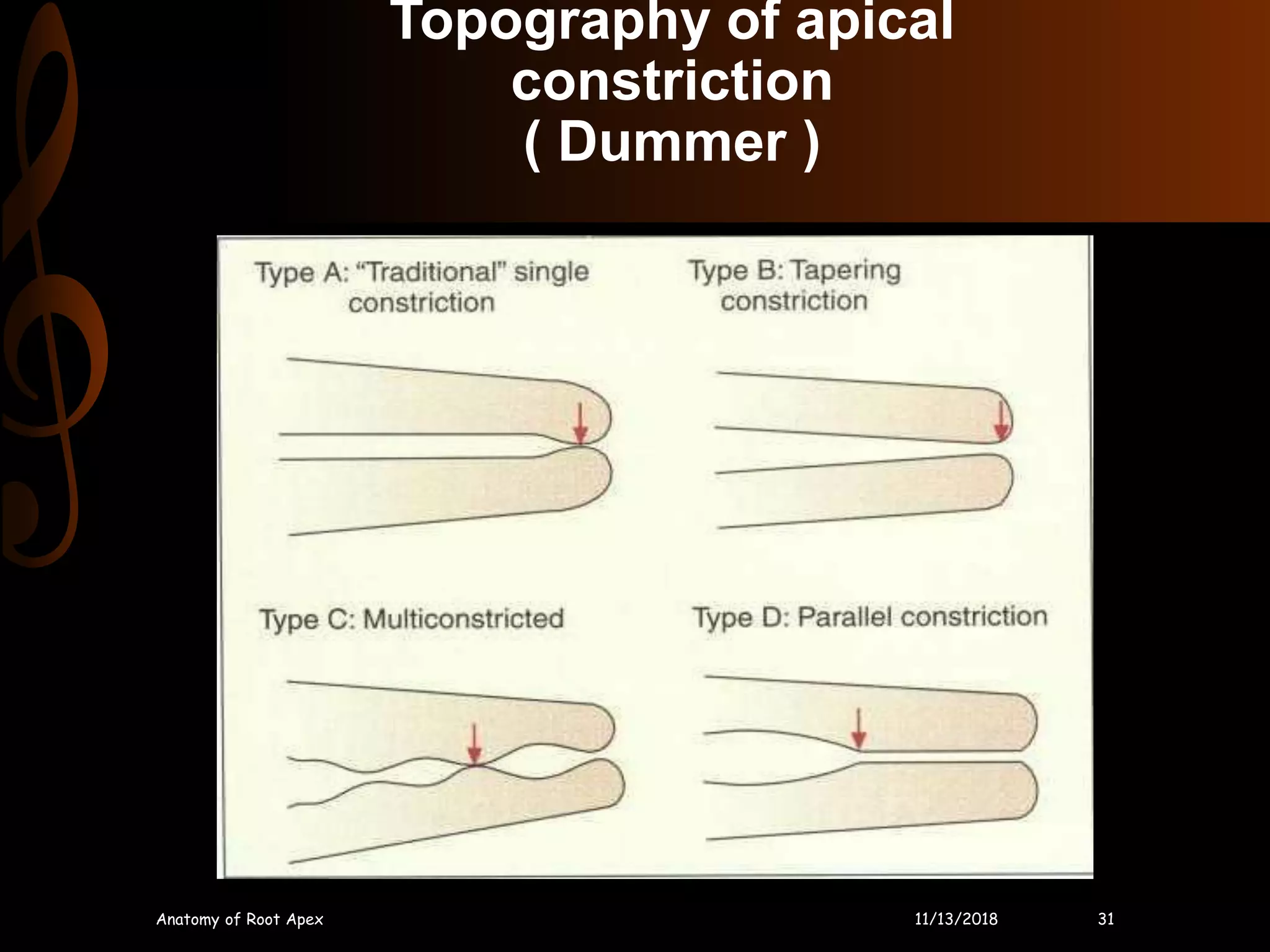 Anatomy of root apex | PPTX