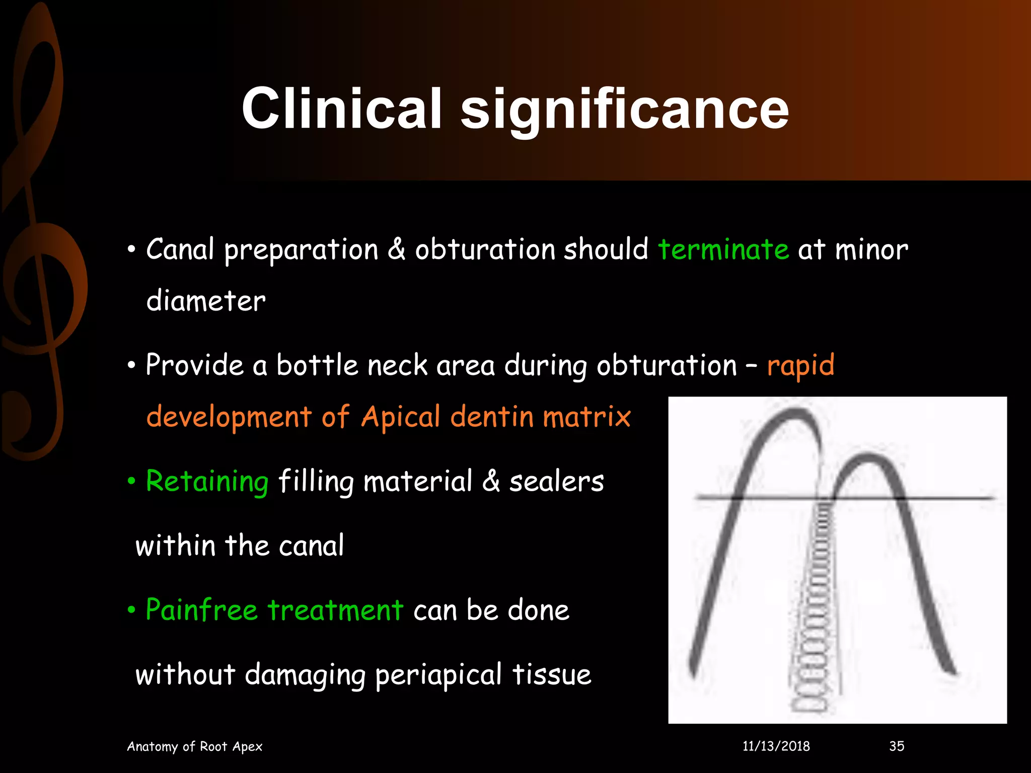 Anatomy of root apex | PPTX