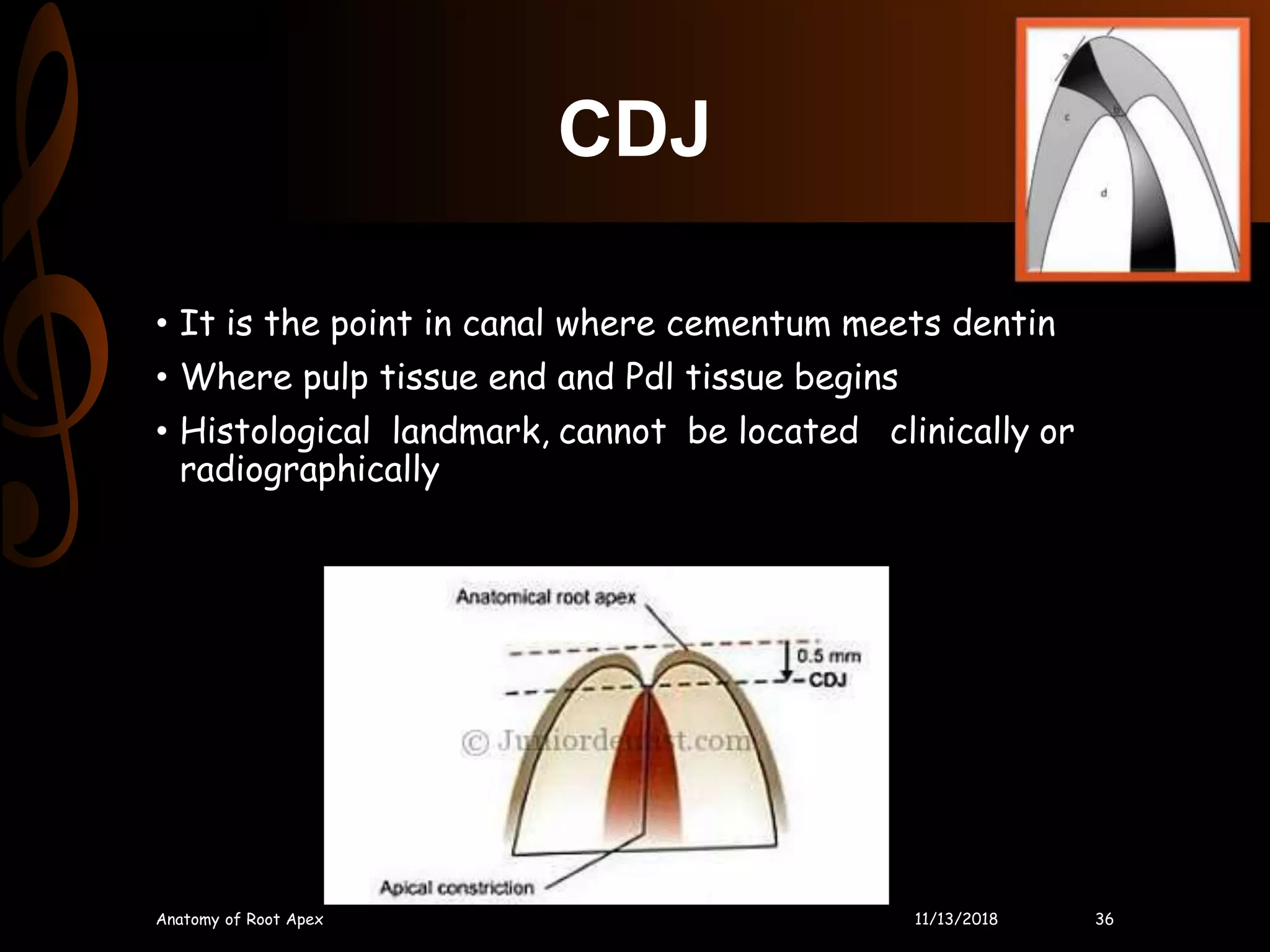 Anatomy of root apex | PPTX