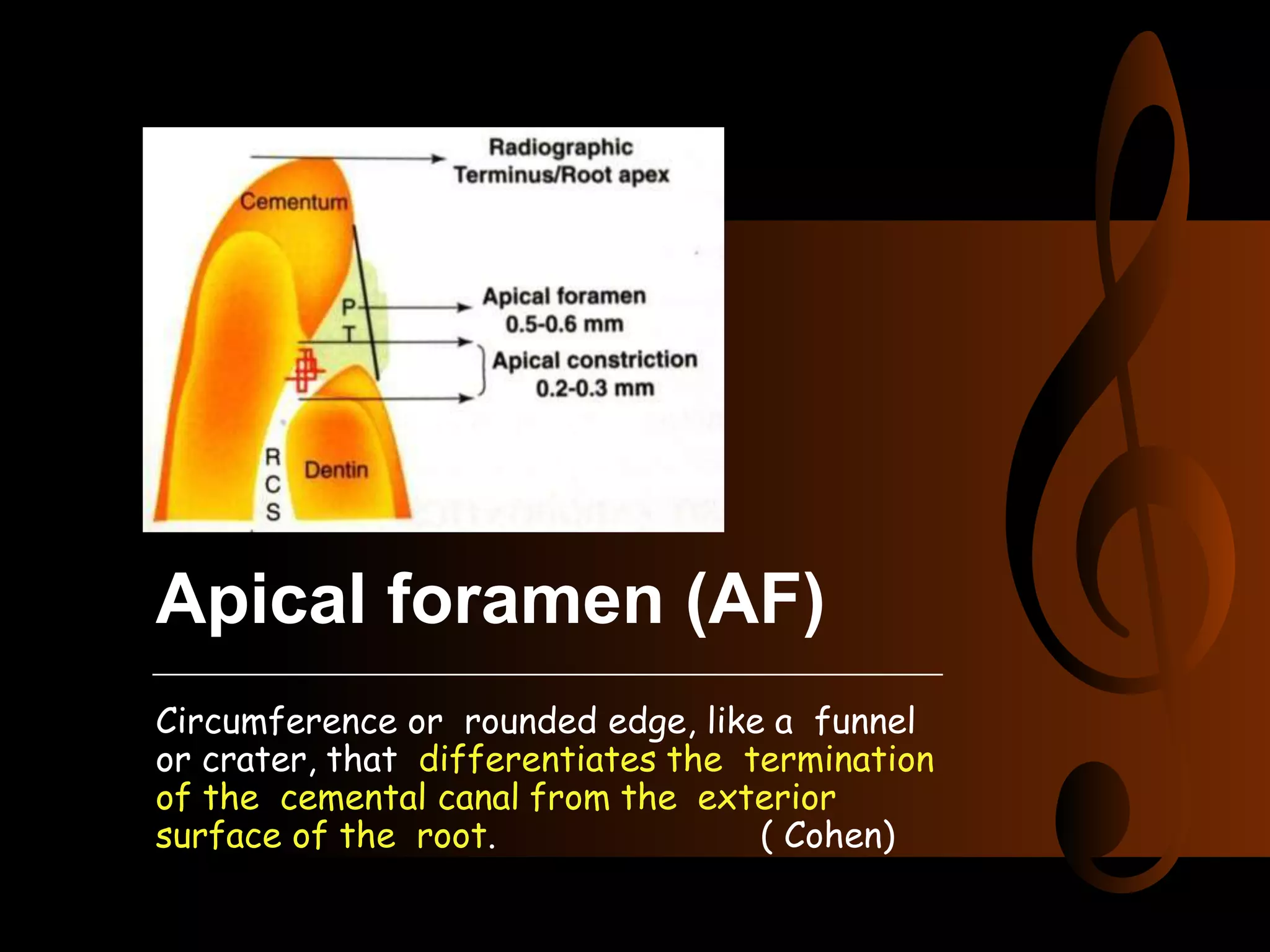 Anatomy of root apex | PPTX