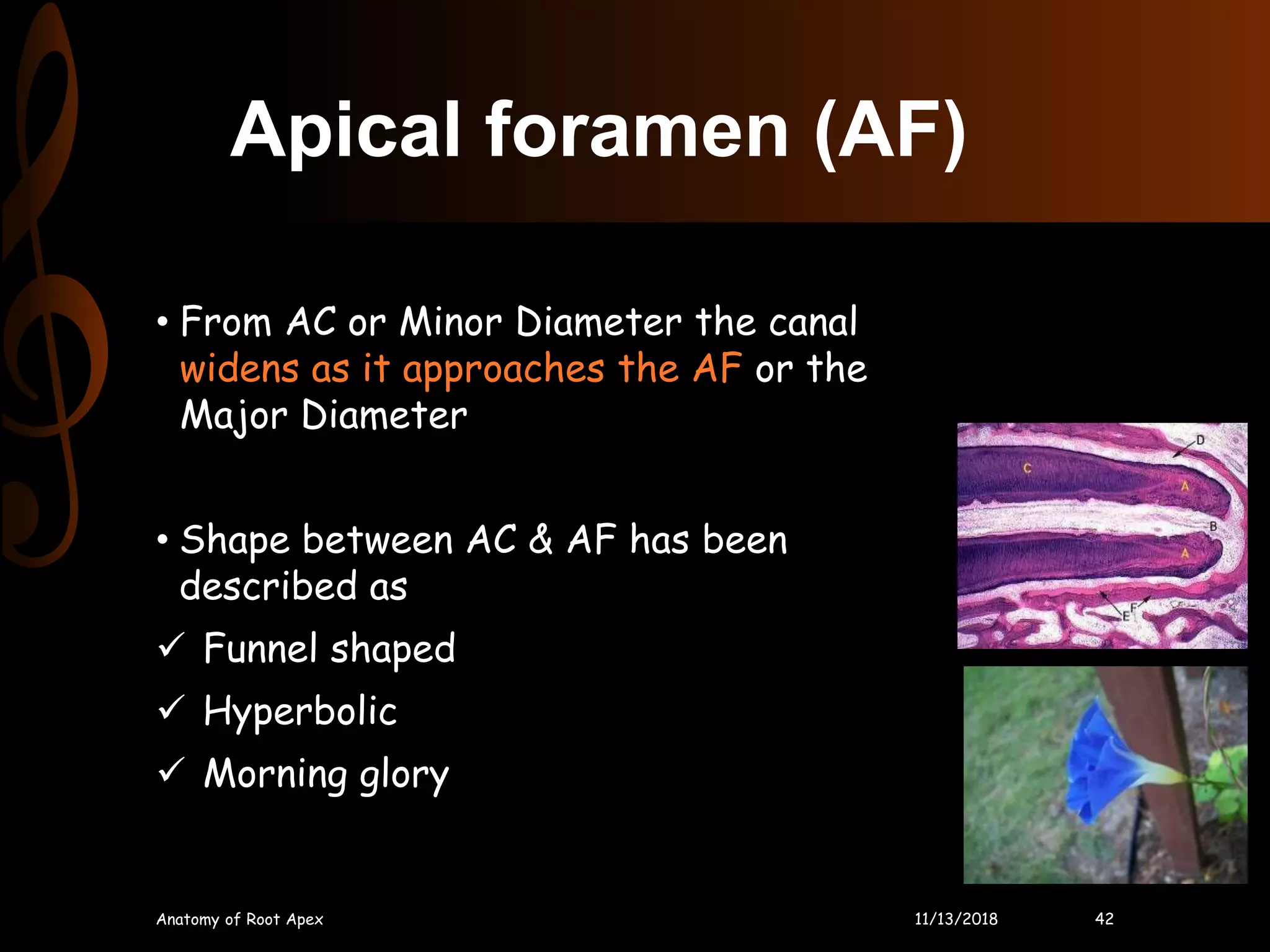 Anatomy of root apex | PPTX