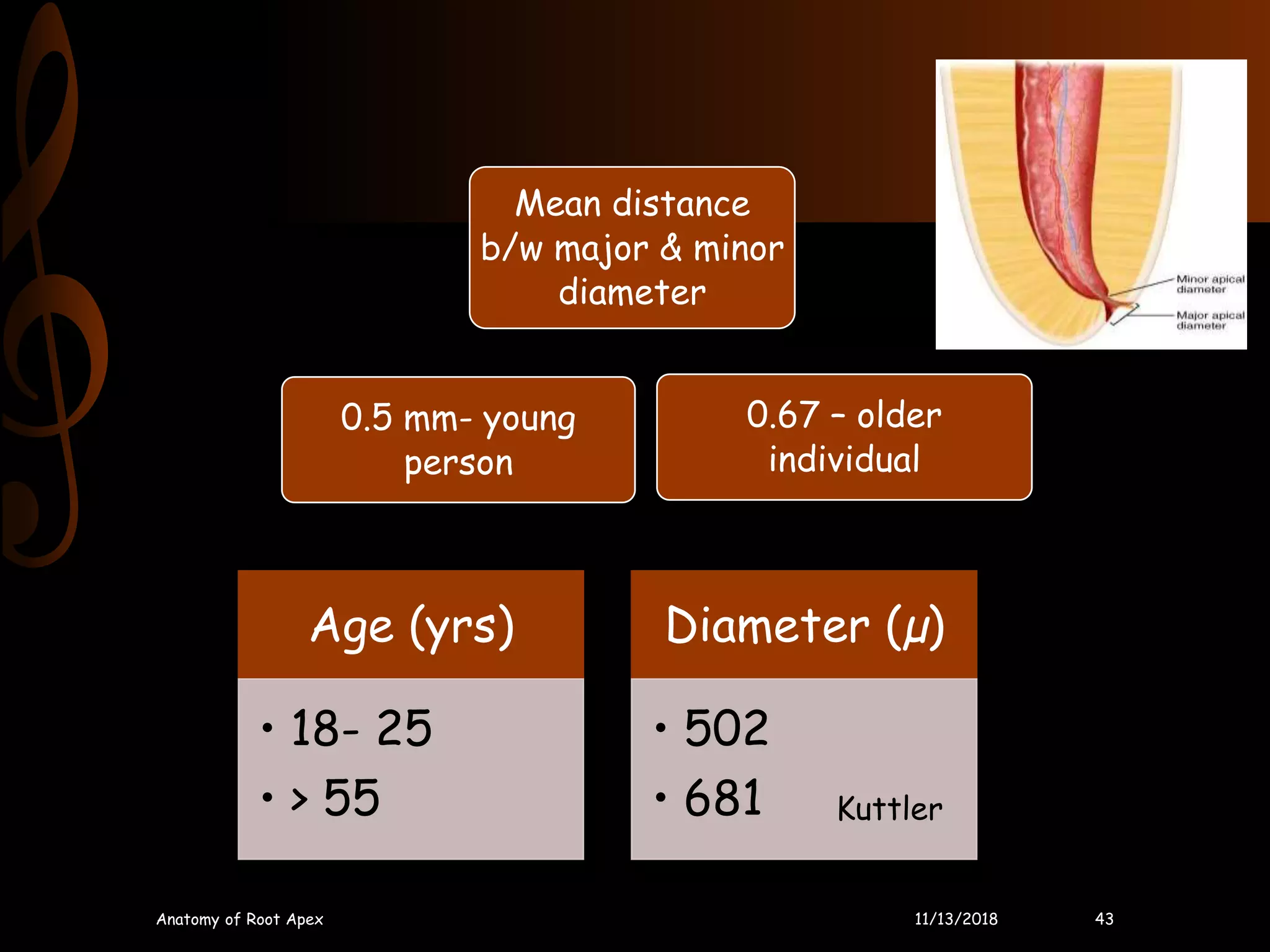 Anatomy of root apex | PPTX