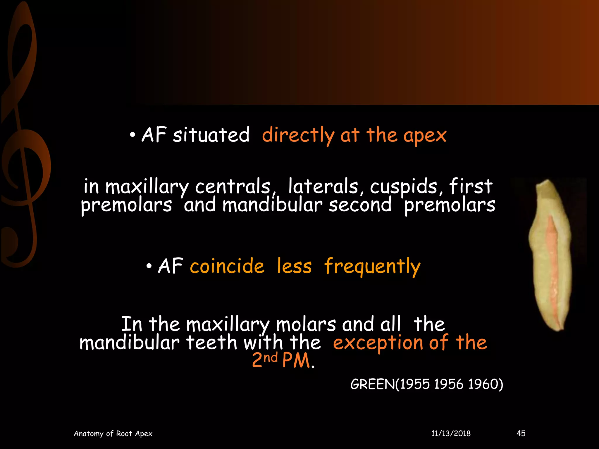 Anatomy of root apex | PPTX