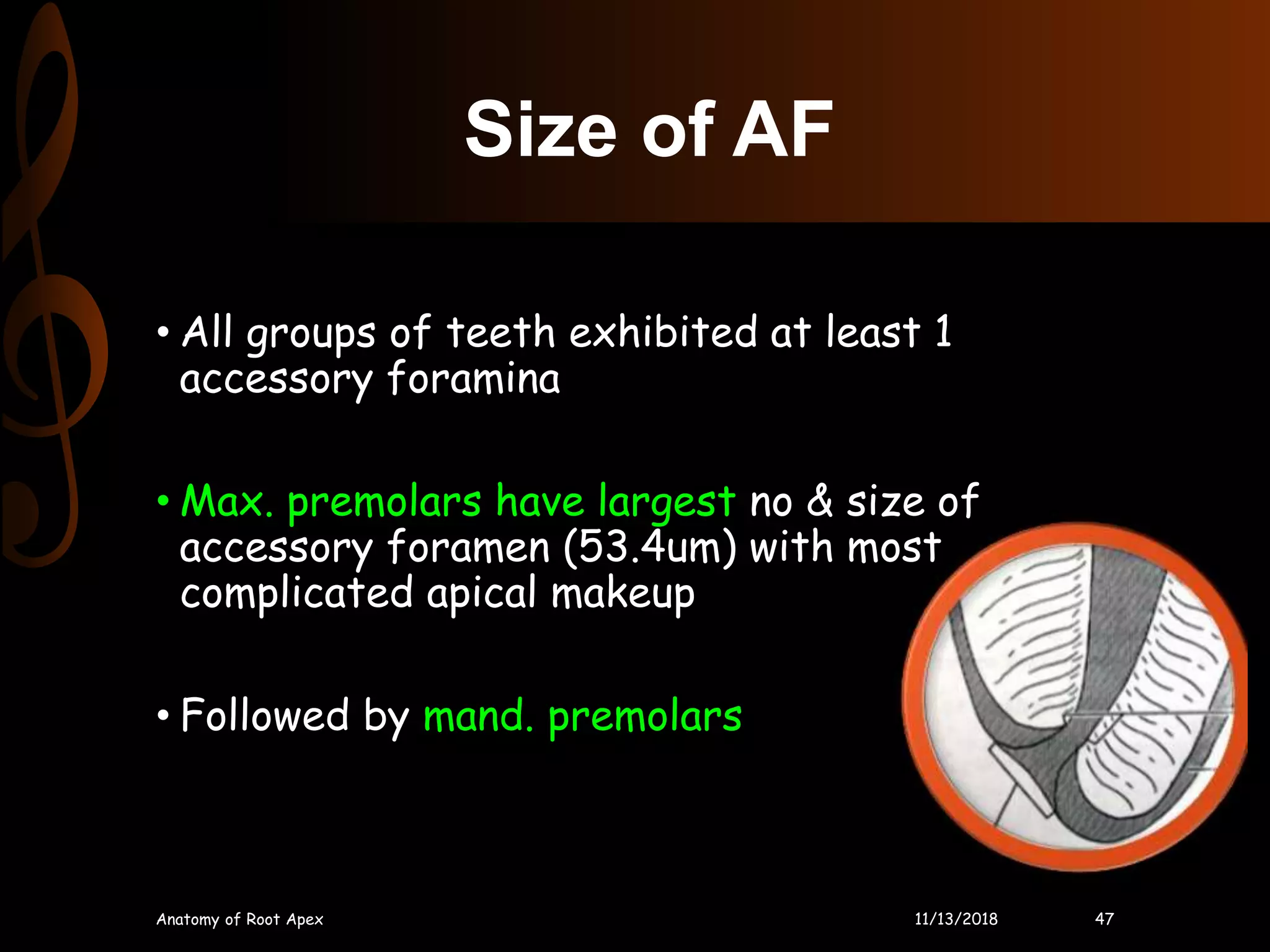 Anatomy of root apex | PPTX