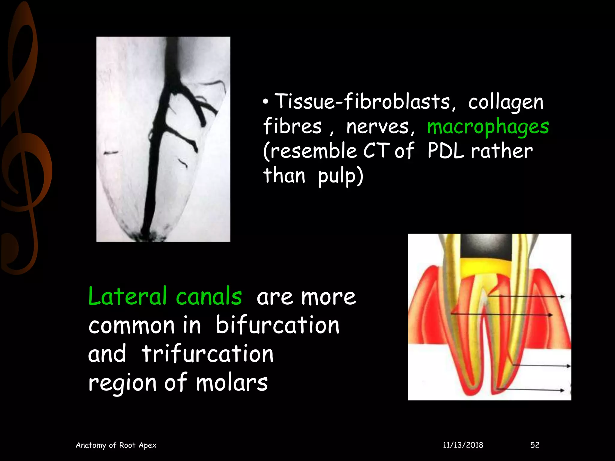 Anatomy of root apex | PPTX