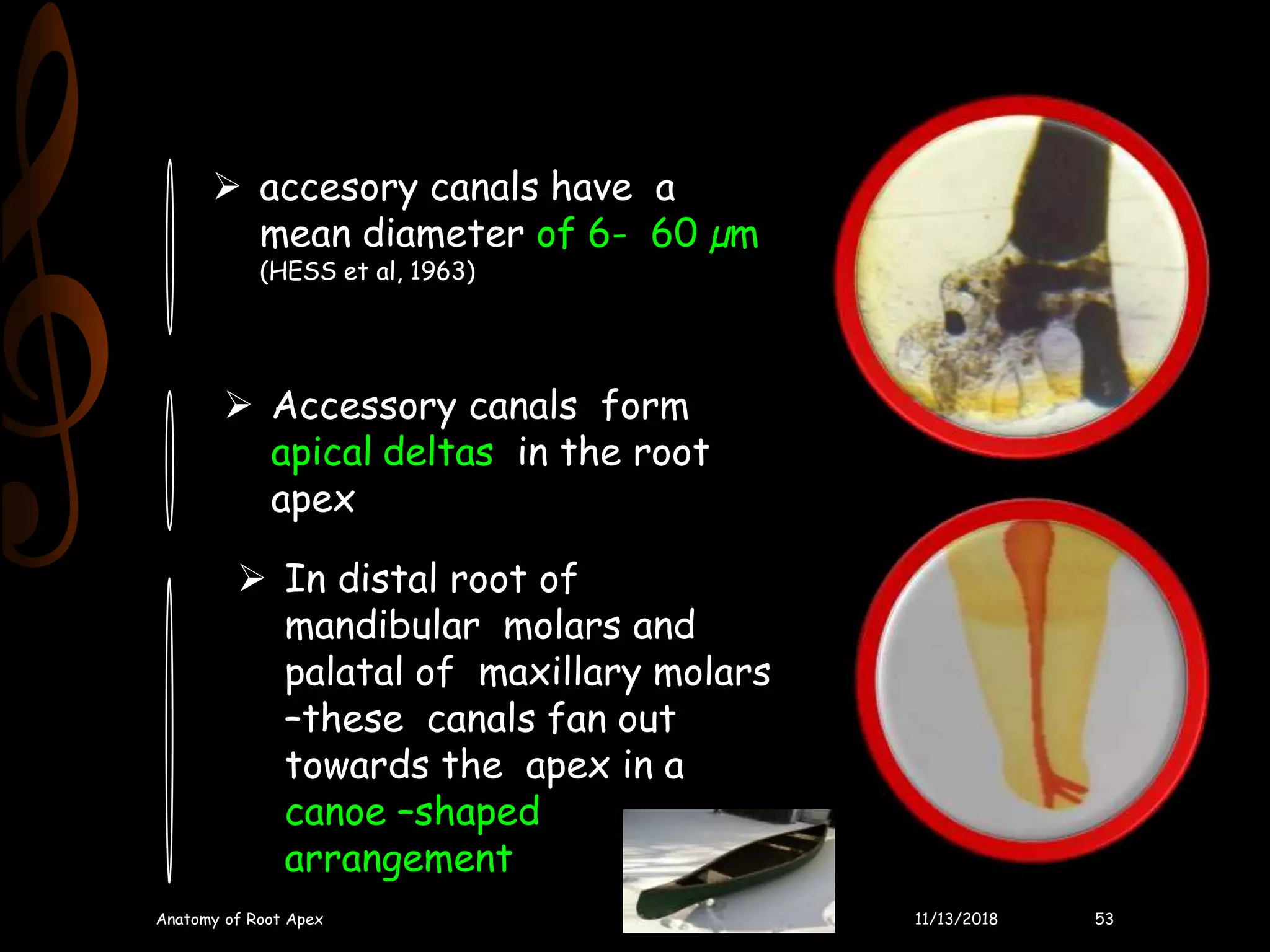 Anatomy of root apex | PPTX