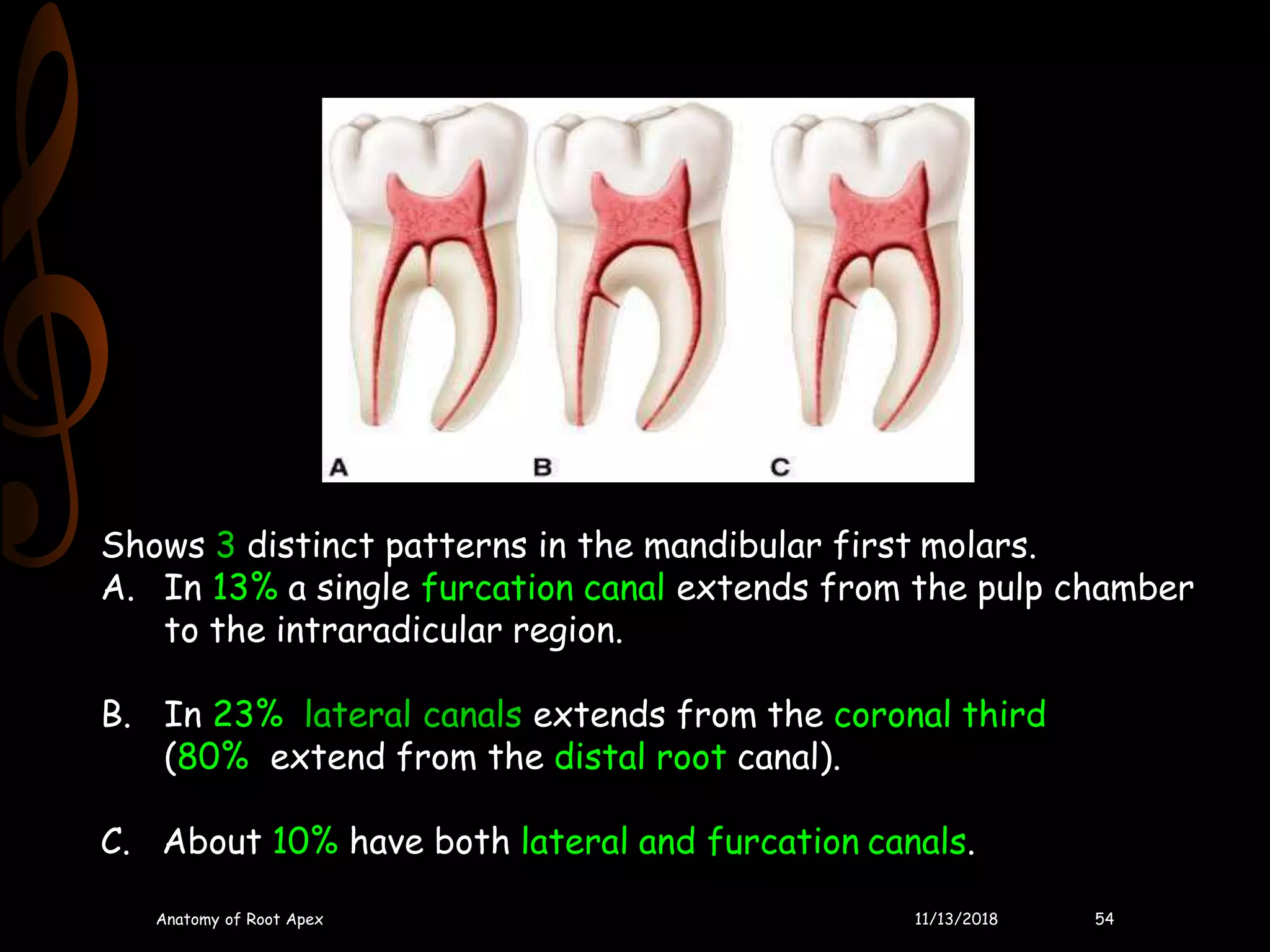 Anatomy of root apex | PPTX