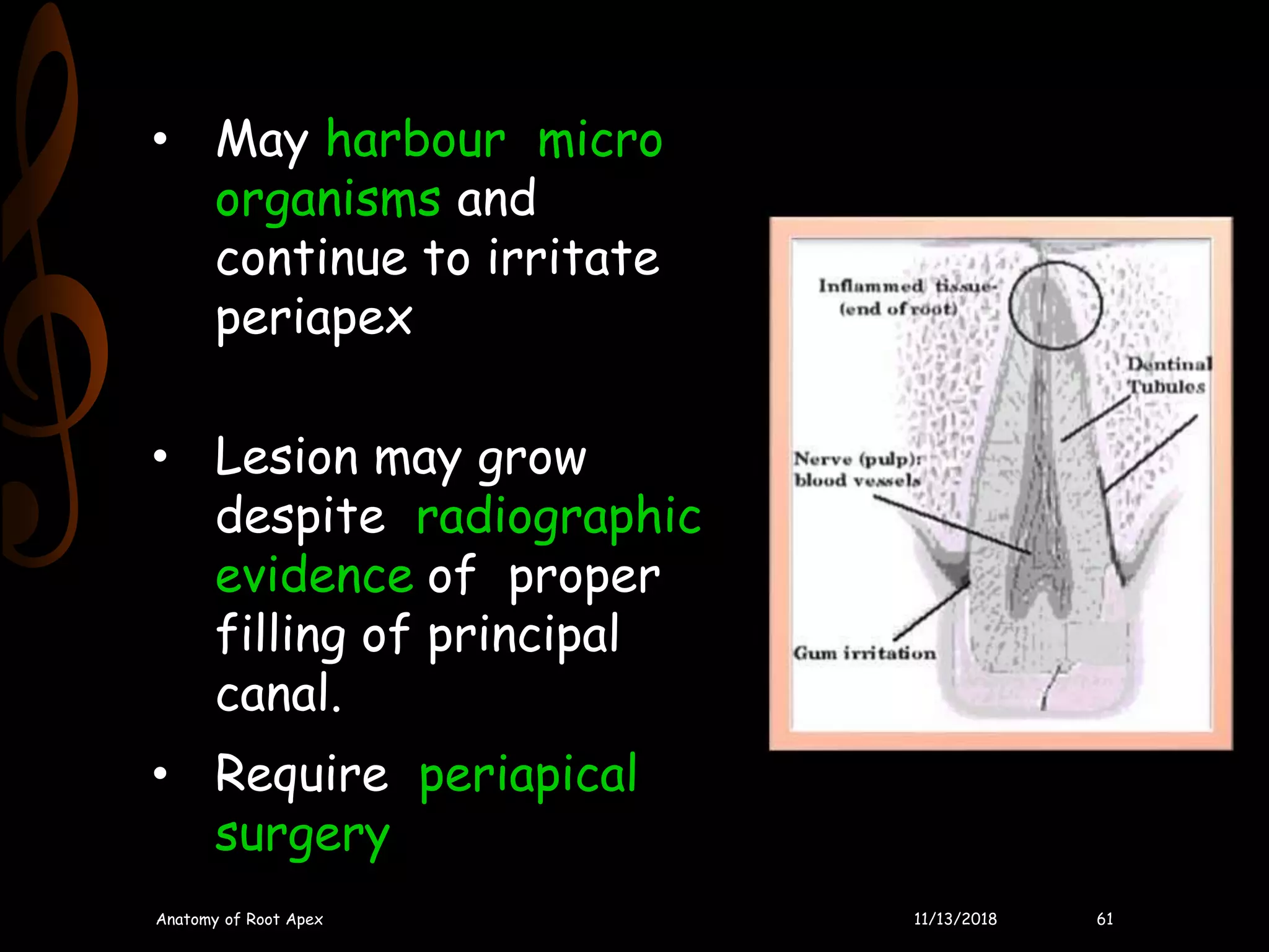 Anatomy of root apex | PPTX