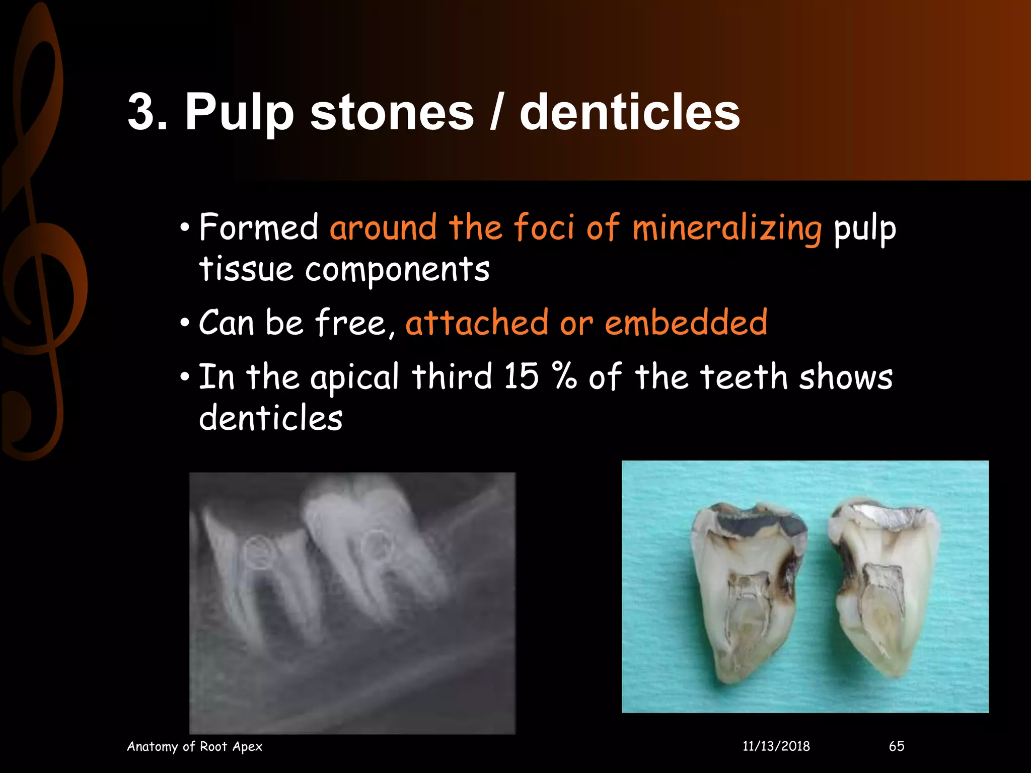 Anatomy of root apex | PPTX