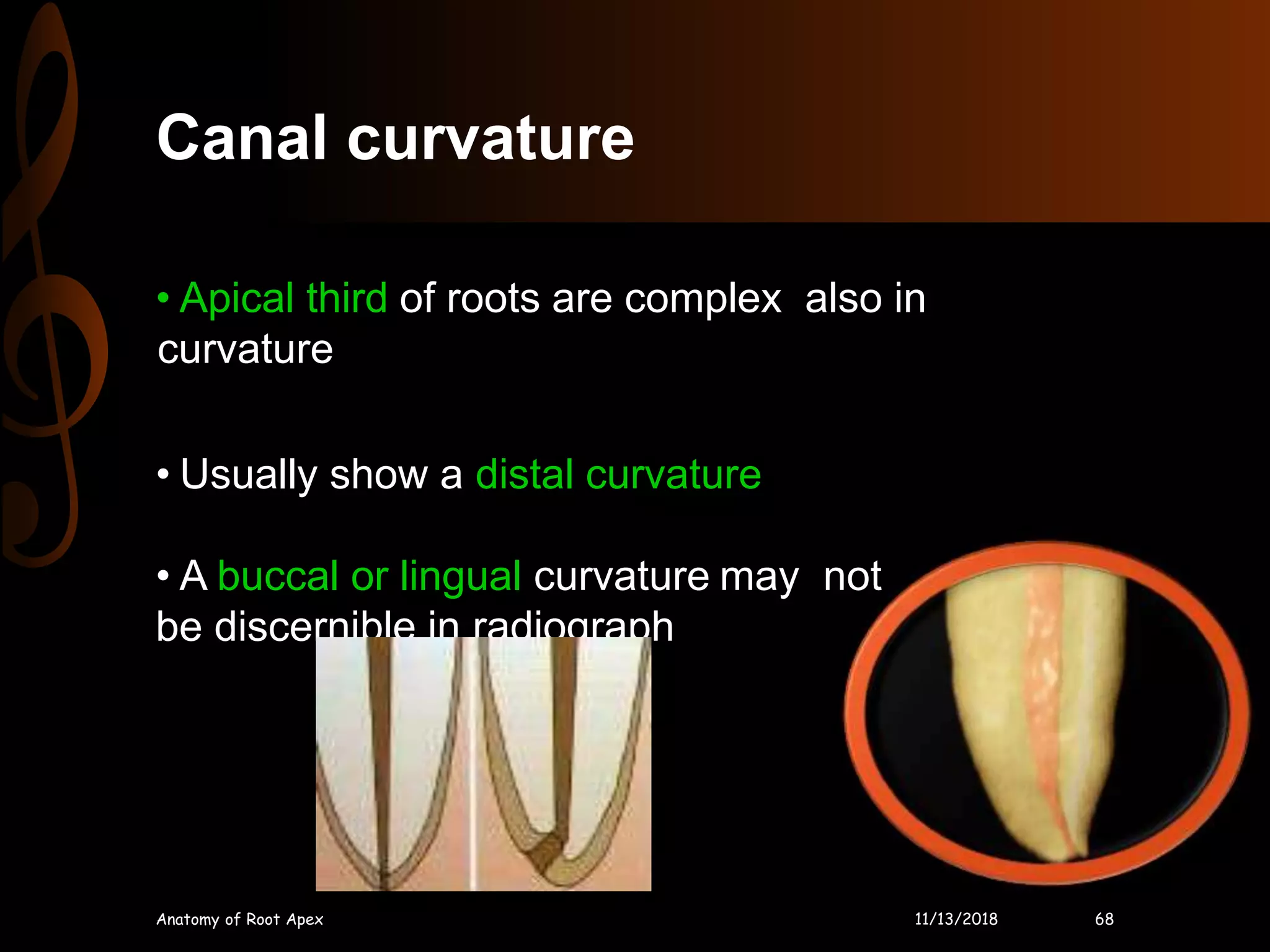 Anatomy of root apex | PPTX