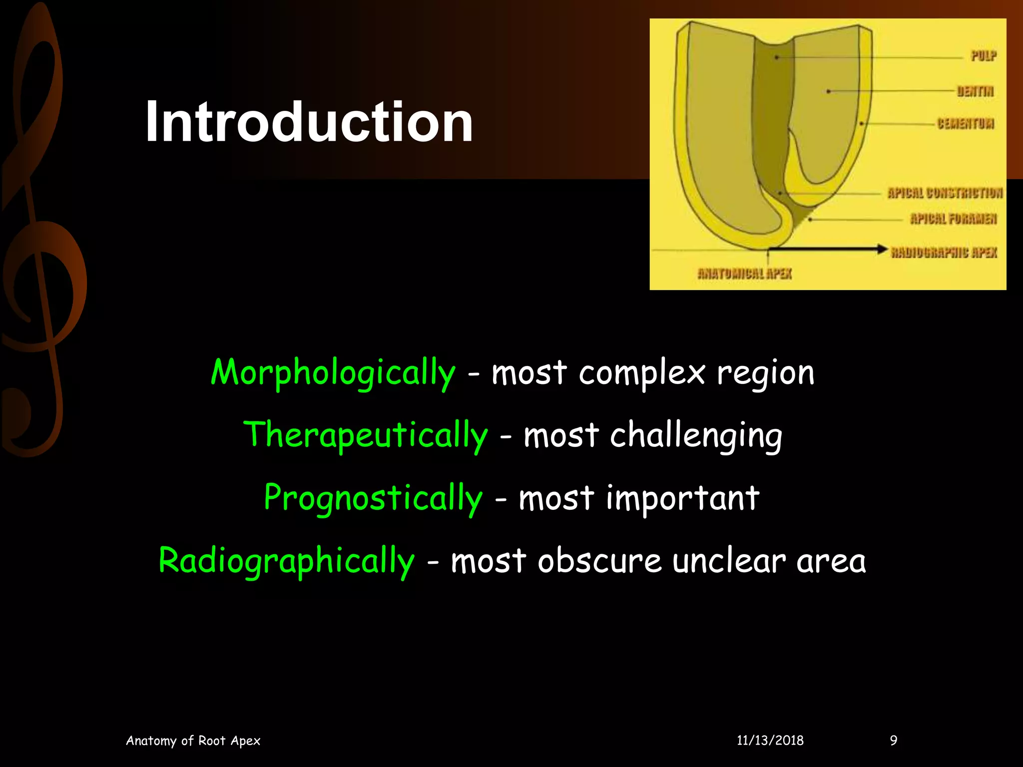 Anatomy of root apex | PPTX