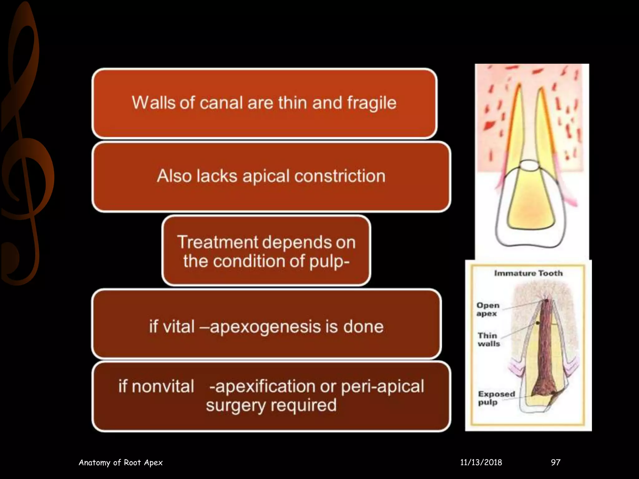 Anatomy of root apex | PPTX